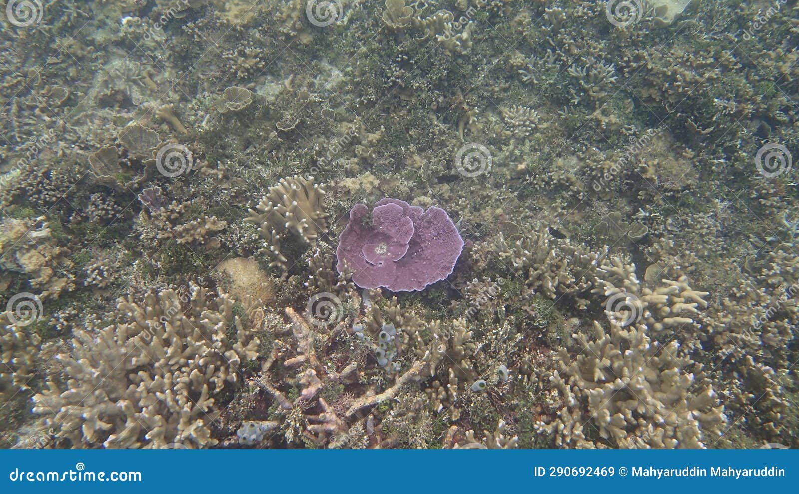 Underwater Life Coral Reef with Green Grass Stock Image - Image of ...