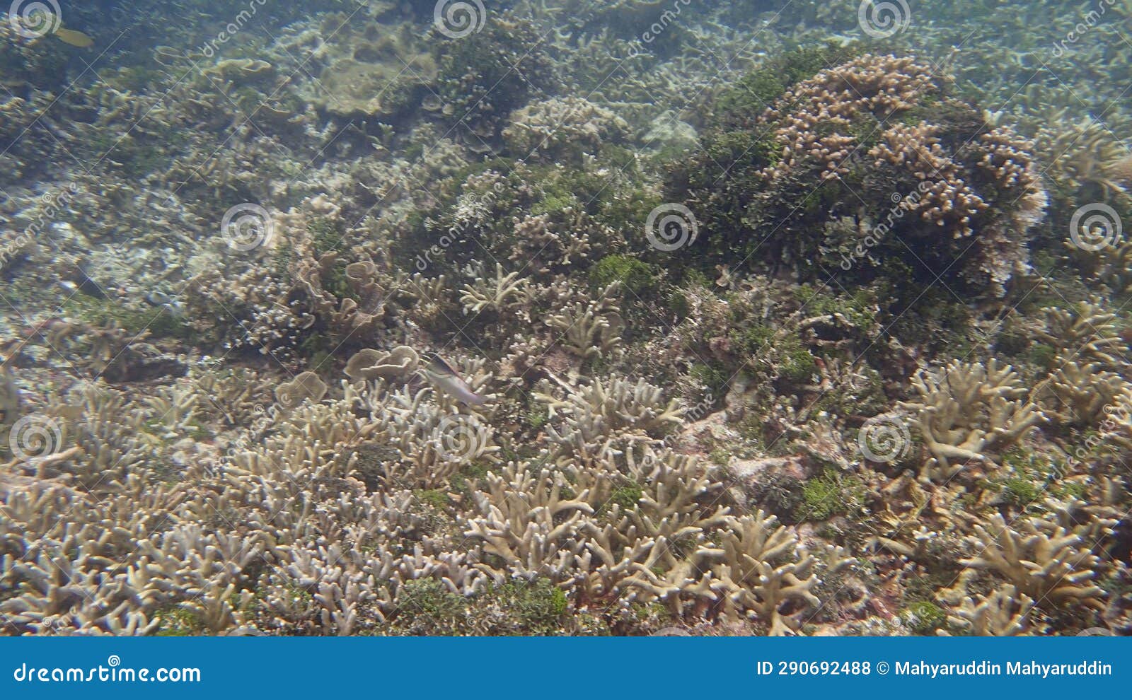 Underwater Life Coral Reef with Green Grass Stock Photo - Image of rock ...