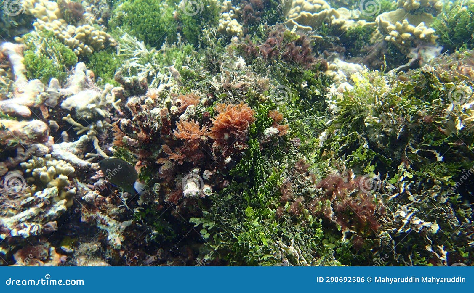 Underwater Life Coral Reef with Green Grass Stock Photo - Image of ...