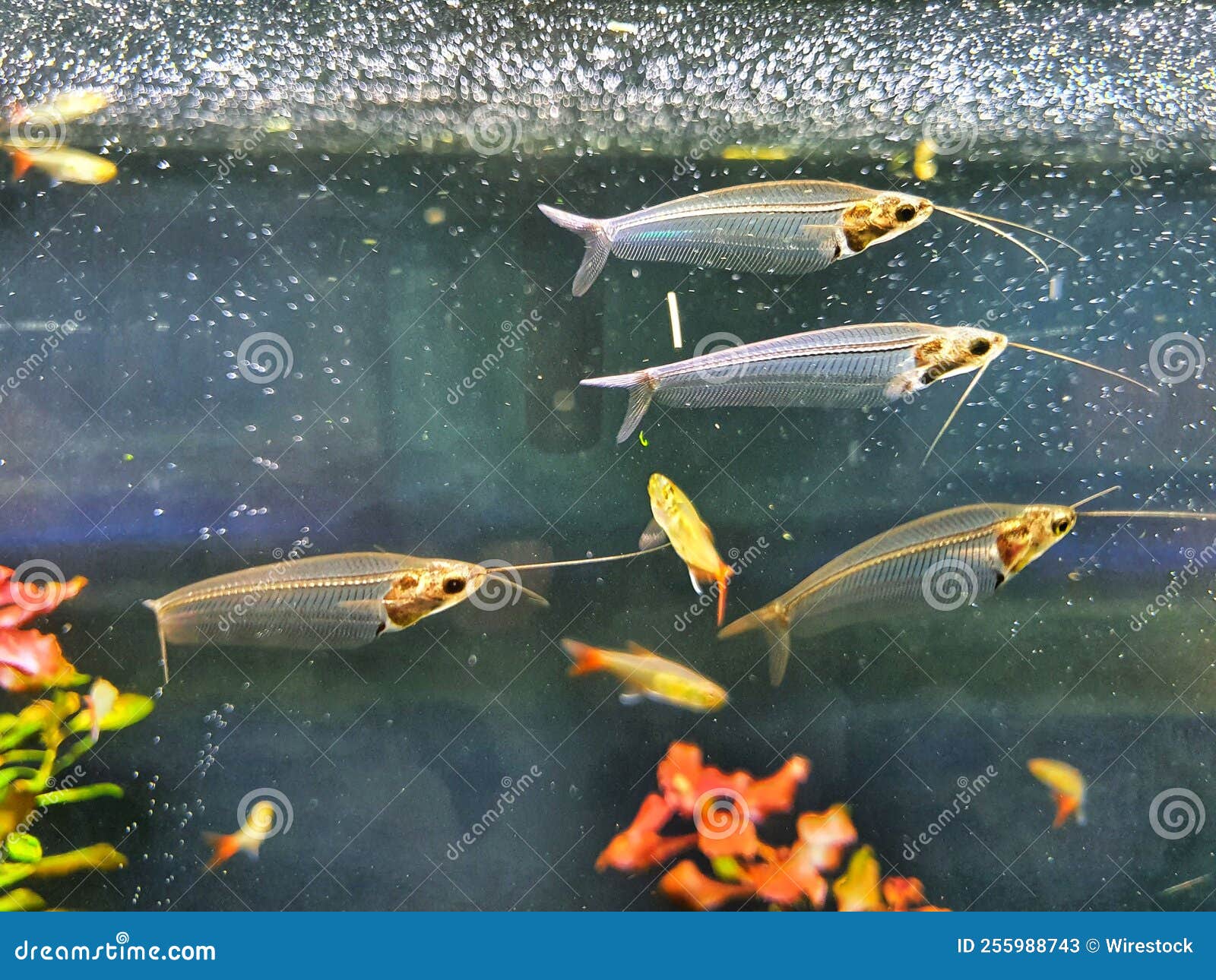Underwater Life with Different Fish Stock Image - Image of reef, fish ...