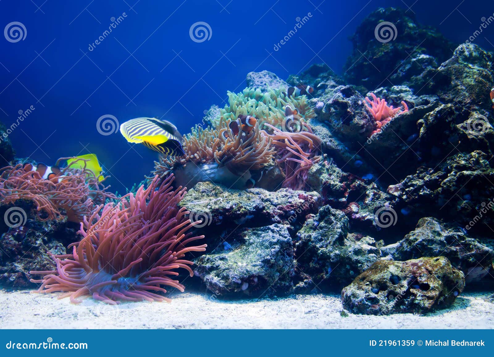 Underwater Life, Fish, Coral Reef Stock Image - Image of beautiful ...