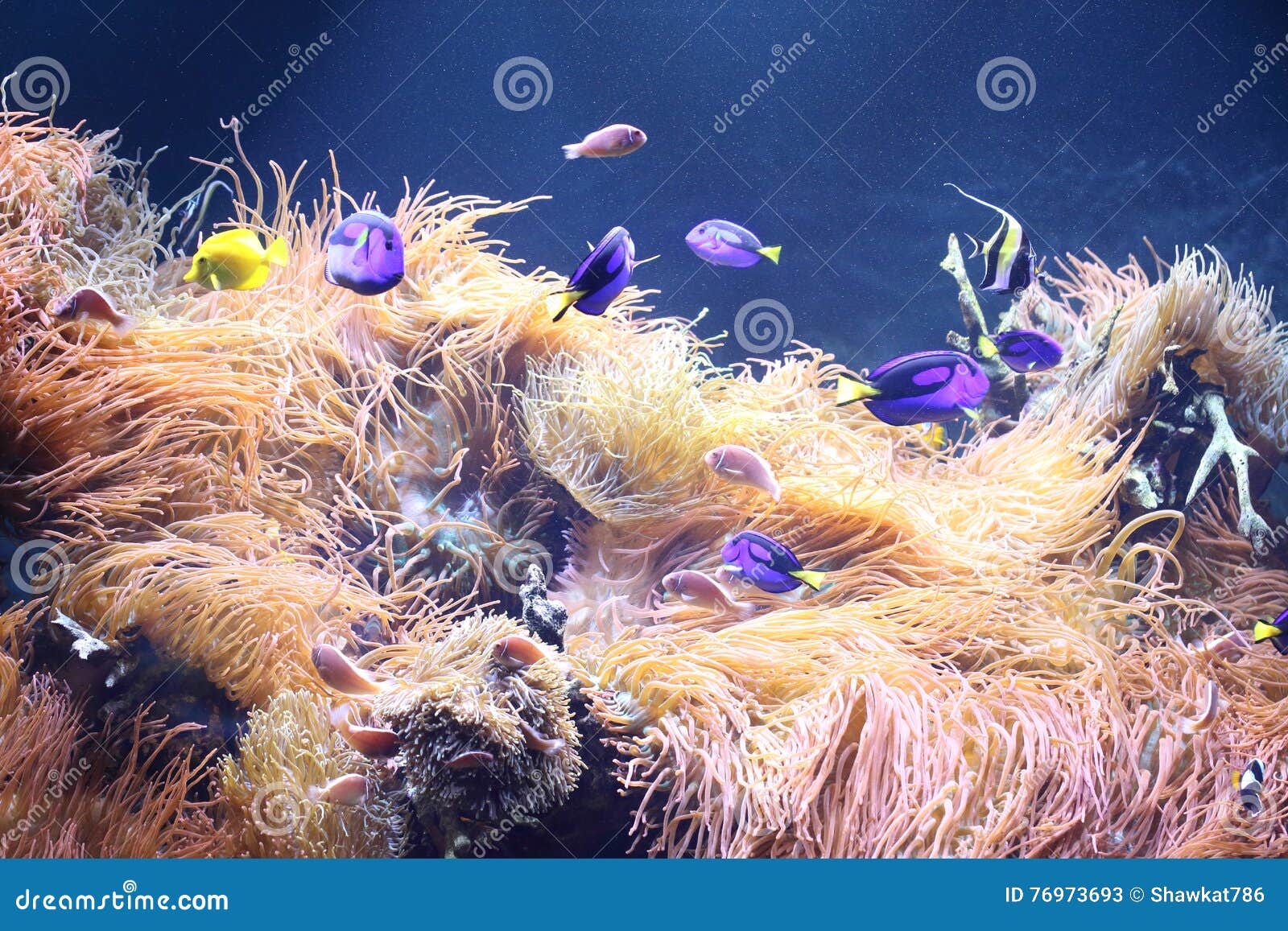Underwater life stock image. Image of ocean, reefs, water - 76973693