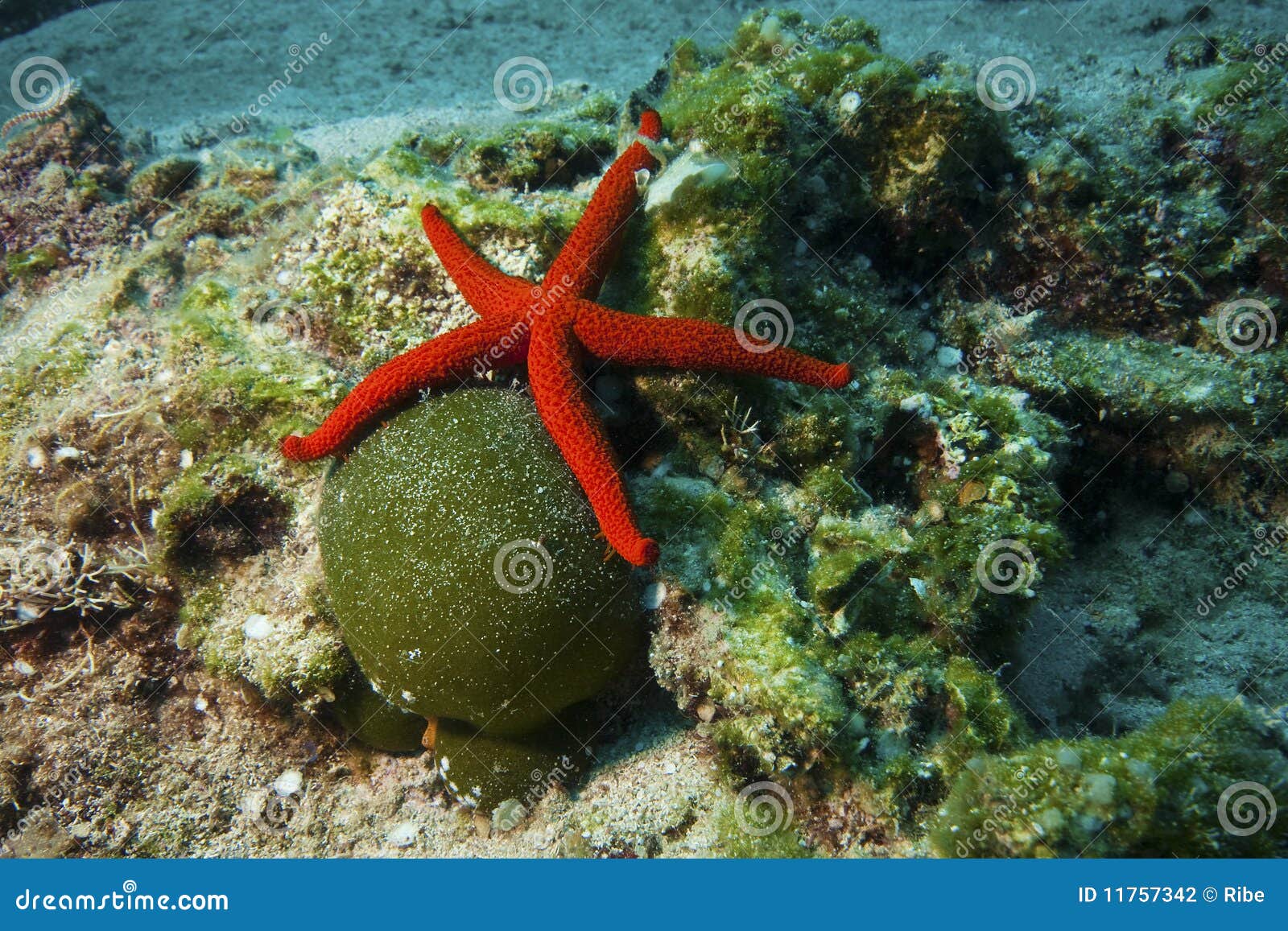 Underwater Life - Red Starfish Stock Photo - Image of scuba ...