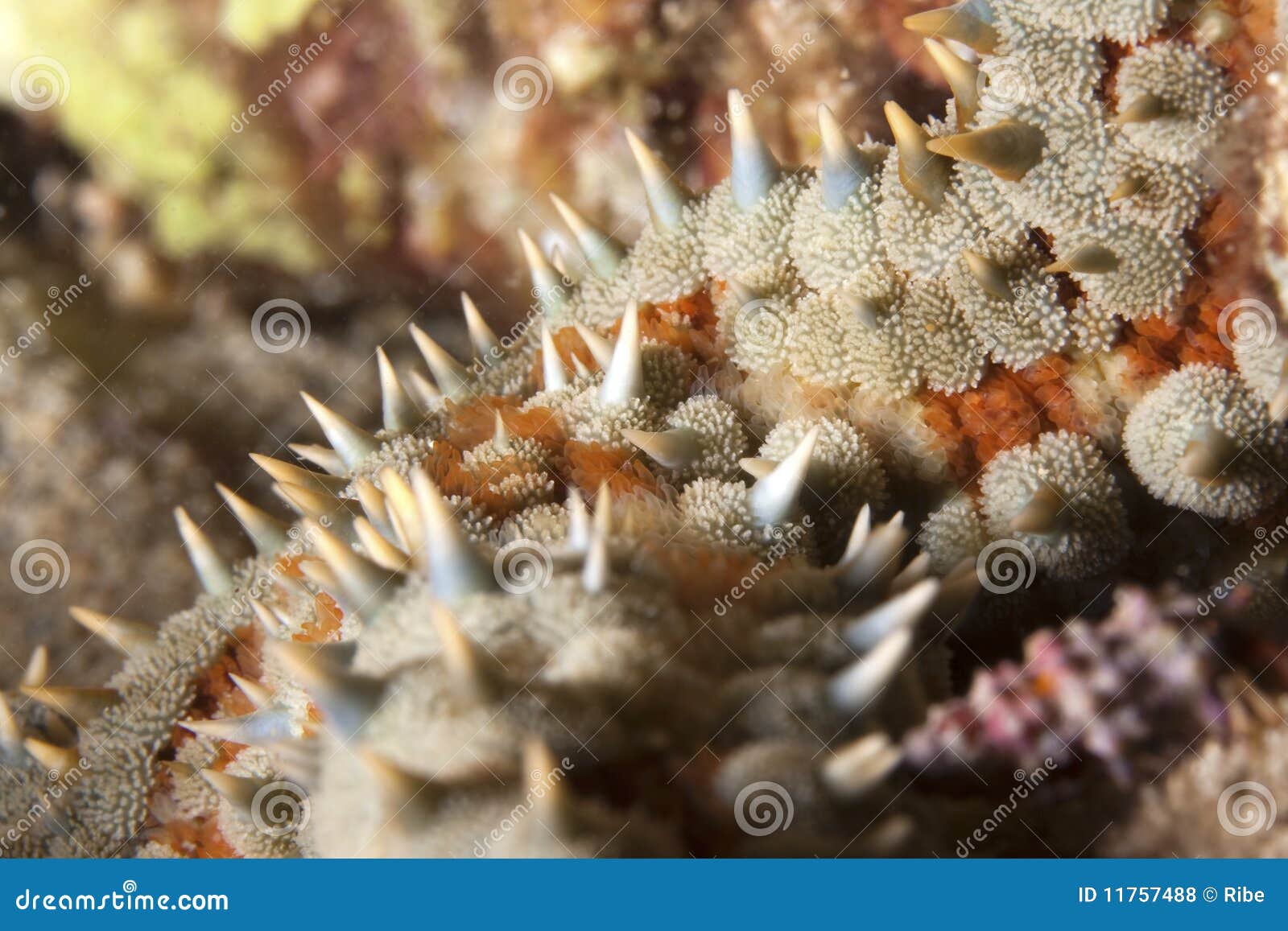 Underwater Life - Starfish Macro Stock Photo - Image of decorative ...