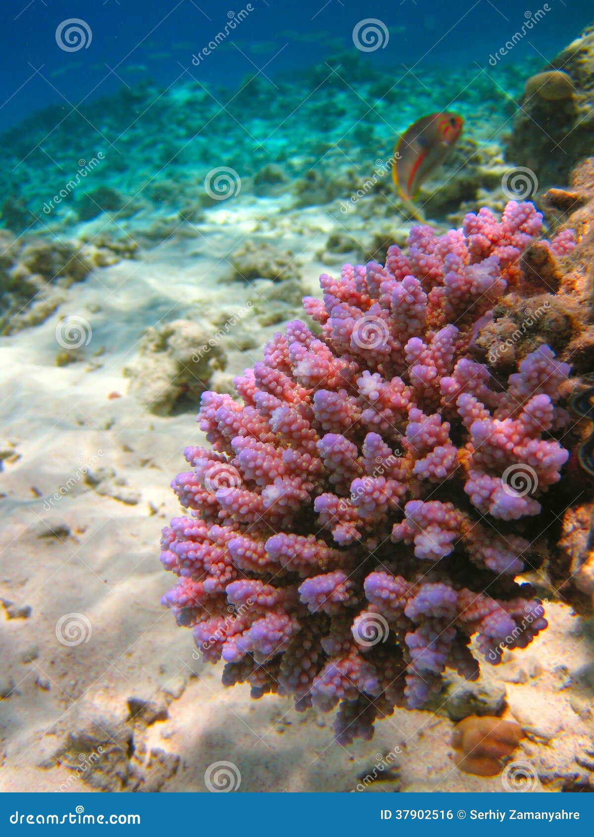 Underwater Life of Tropical Sea Stock Photo - Image of fish ...