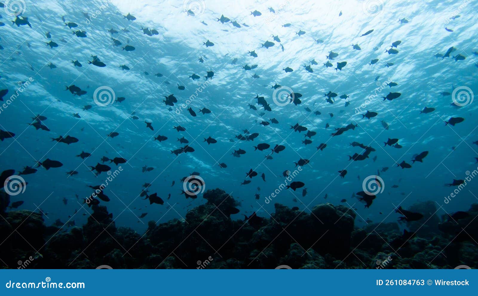 Underwater Low Angle Shot of Fish Swimming and Light Coming through the ...