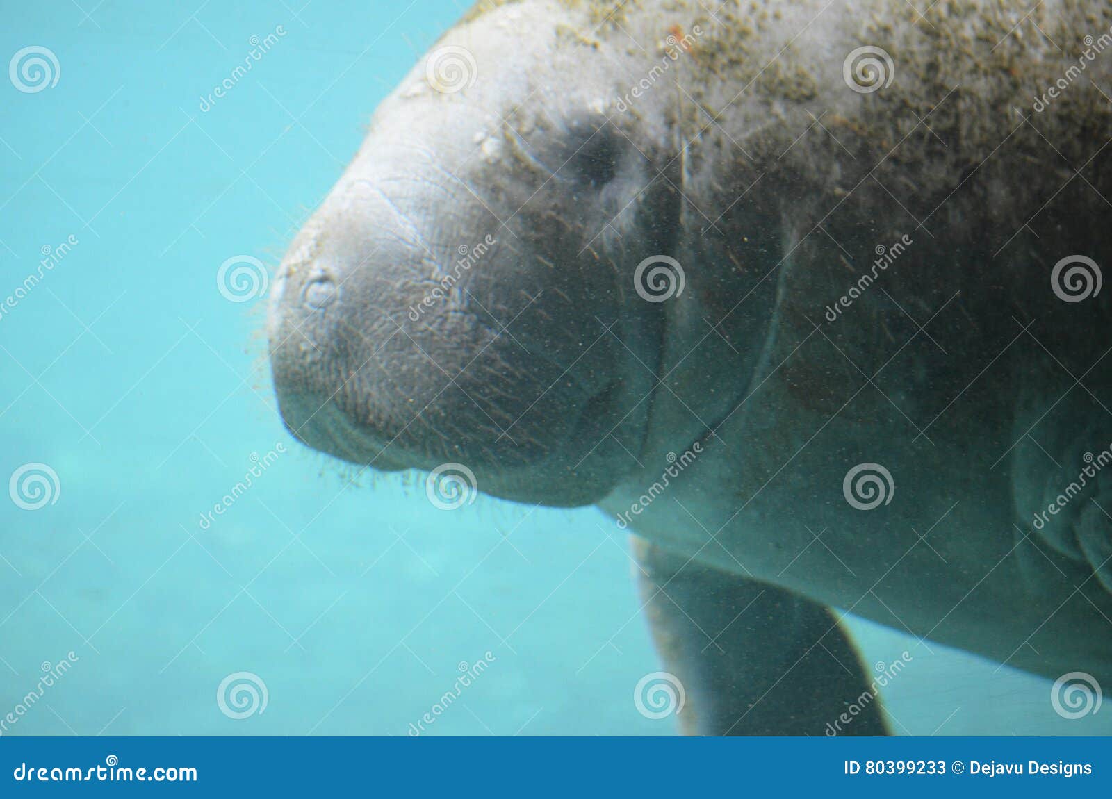 Underwater Manatee Swimming Around the Deep Blue Stock Image - Image of ...