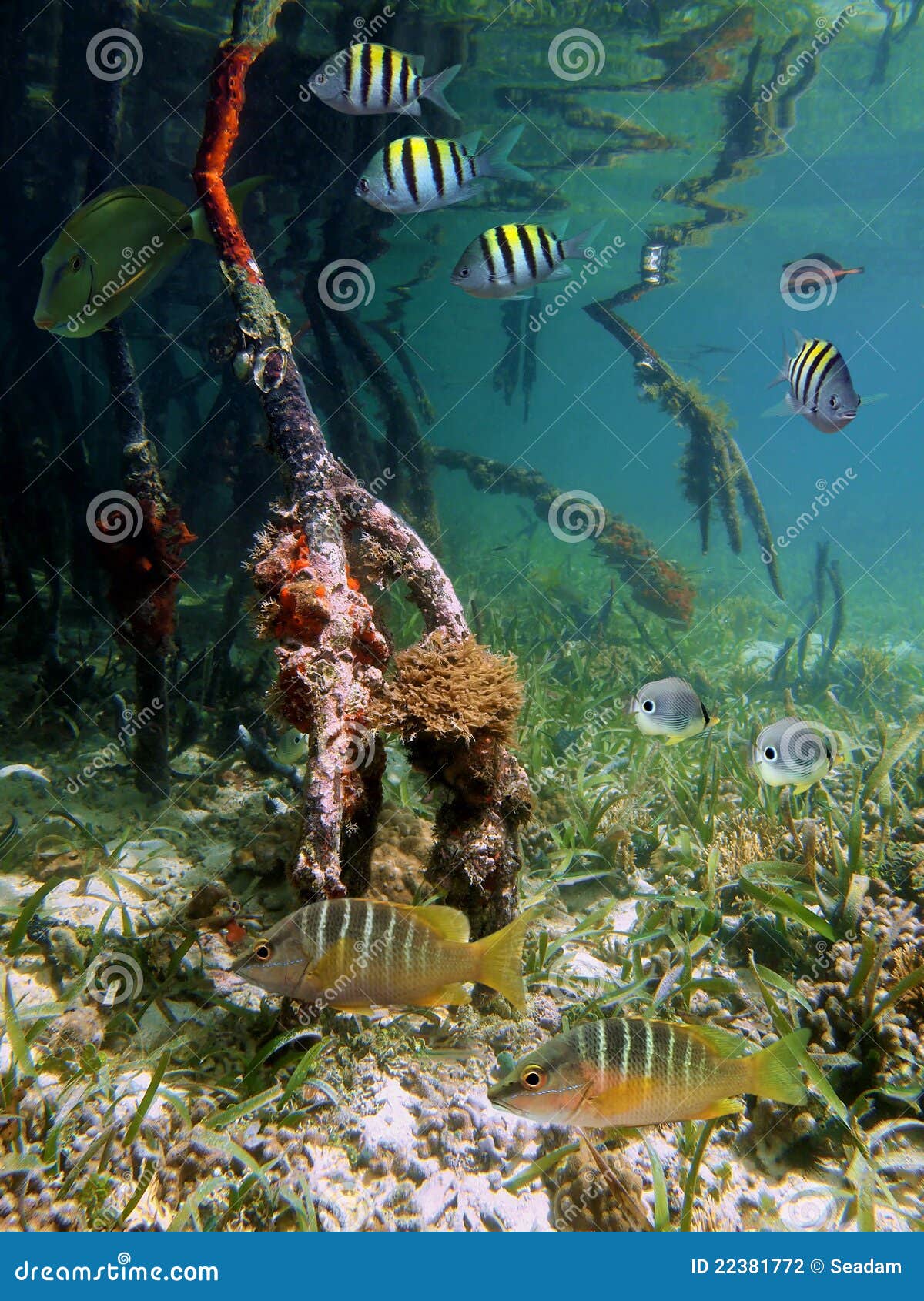 Mangrove Swamps Fish