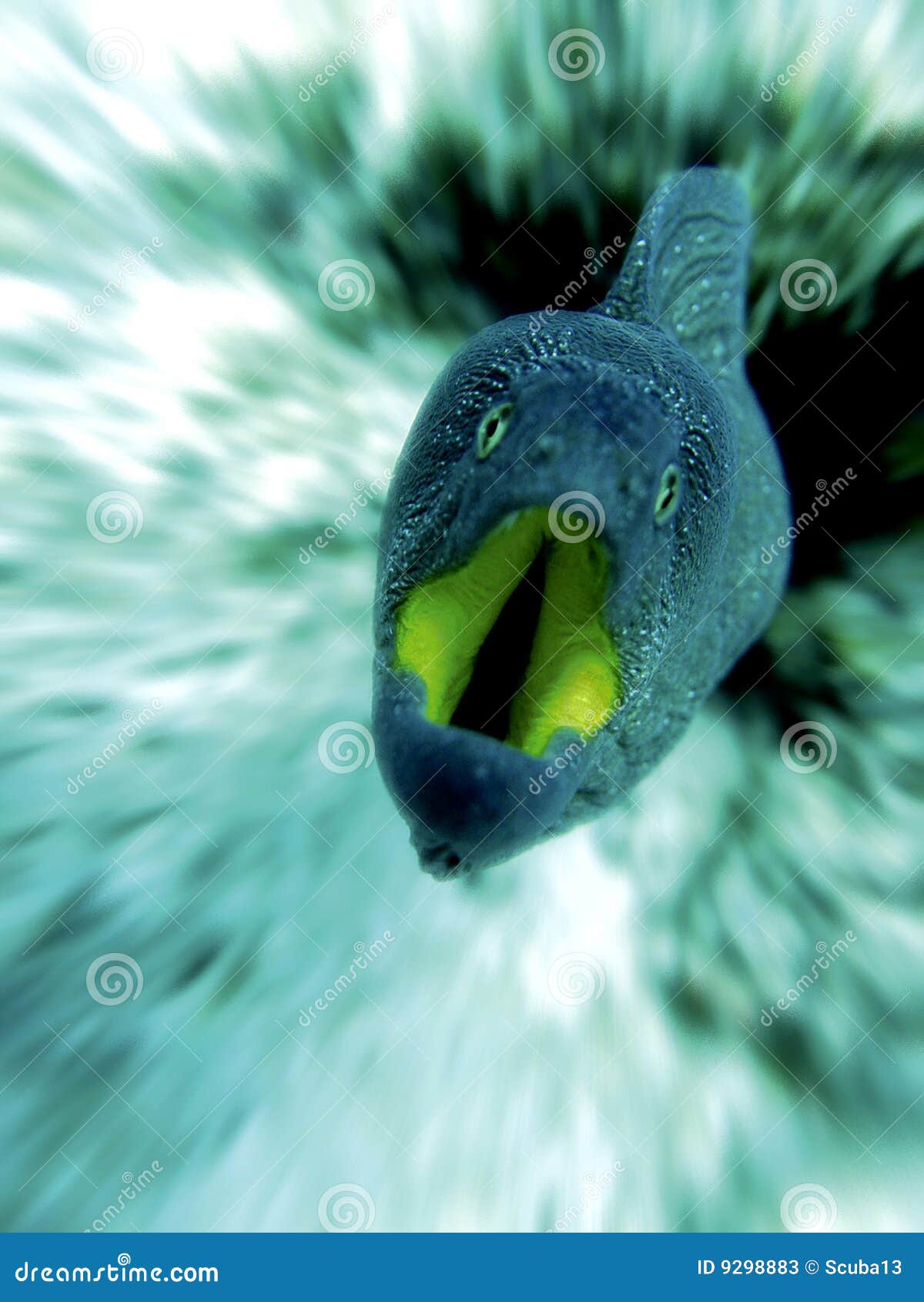 Underwater moray attack stock image. Image of attack, egypt - 9298883