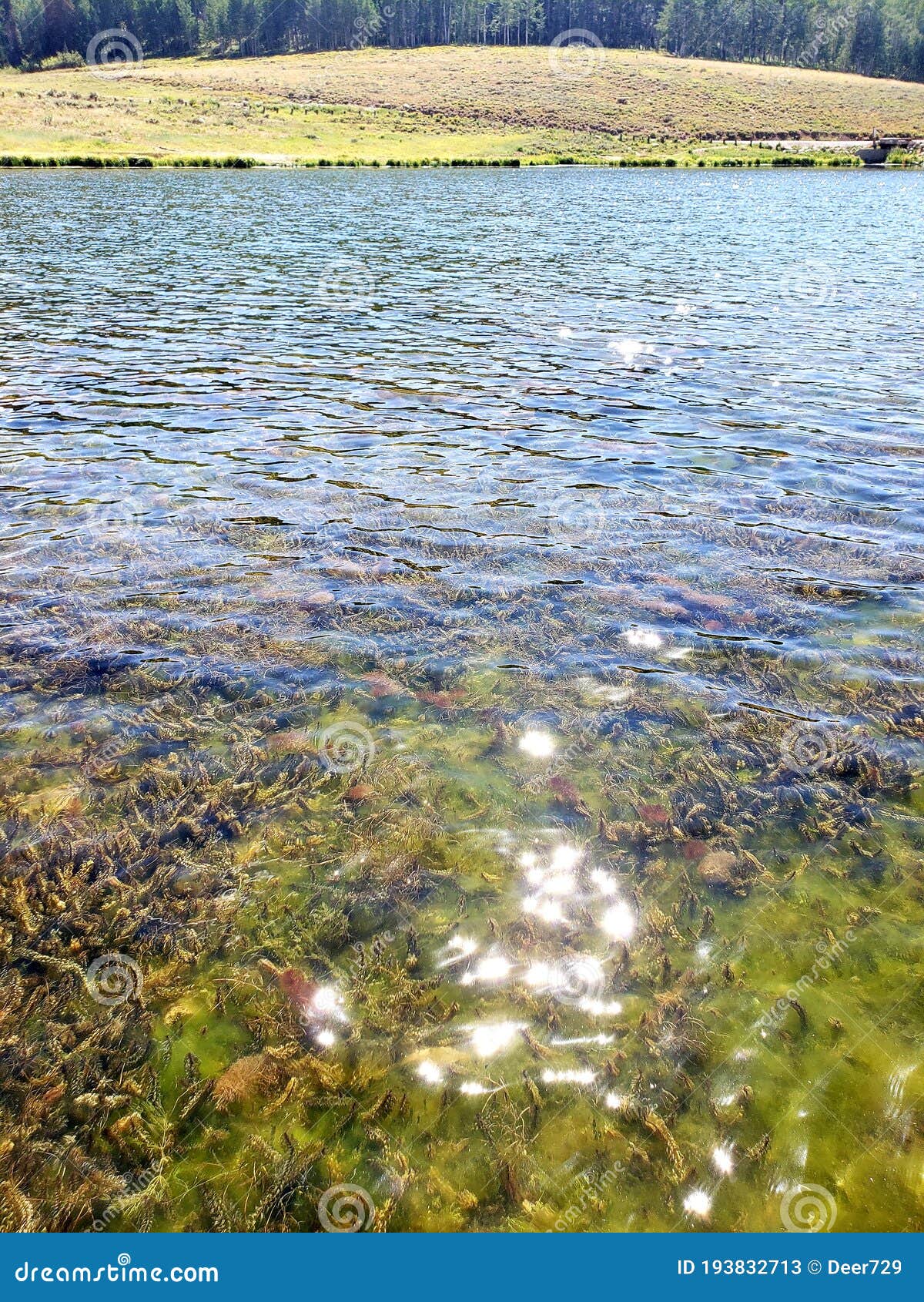 Underwater Moss and Rocks in a Lake Stock Image - Image of reflection ...