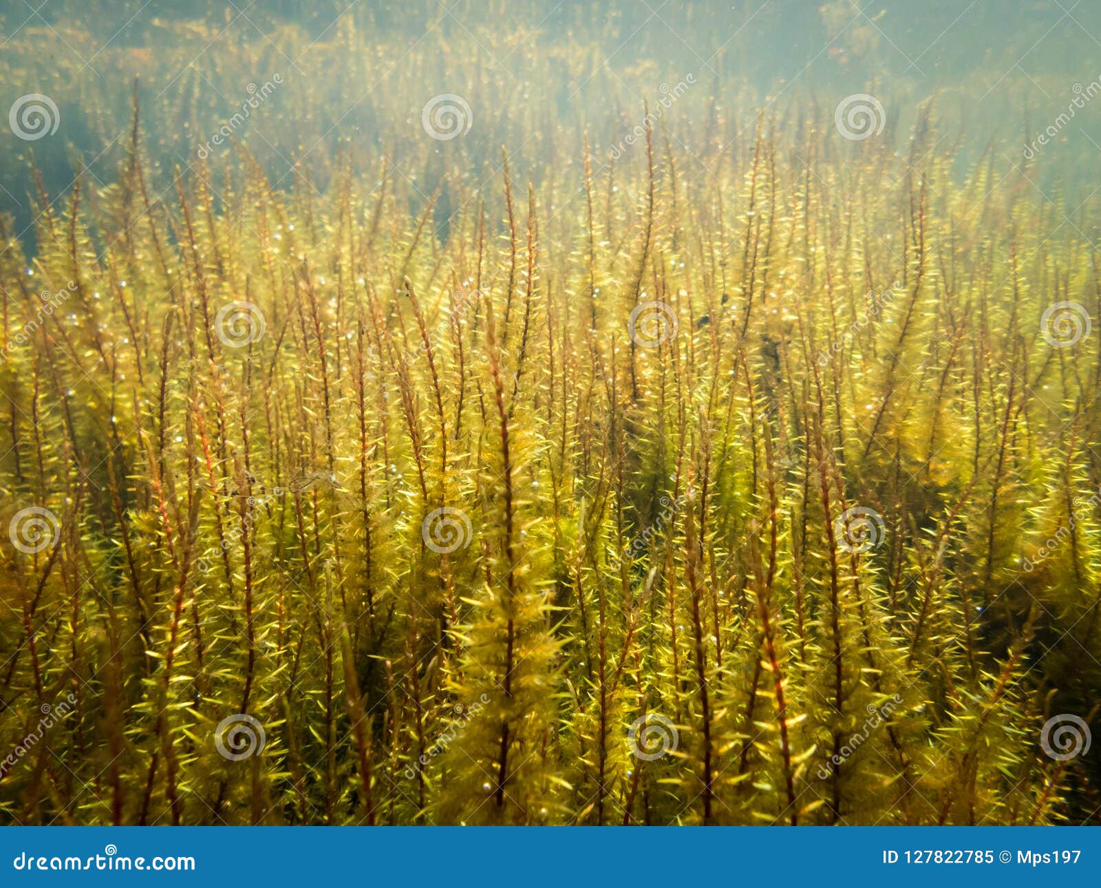Underwater moss sprouts stock image. Image of dense - 127822785