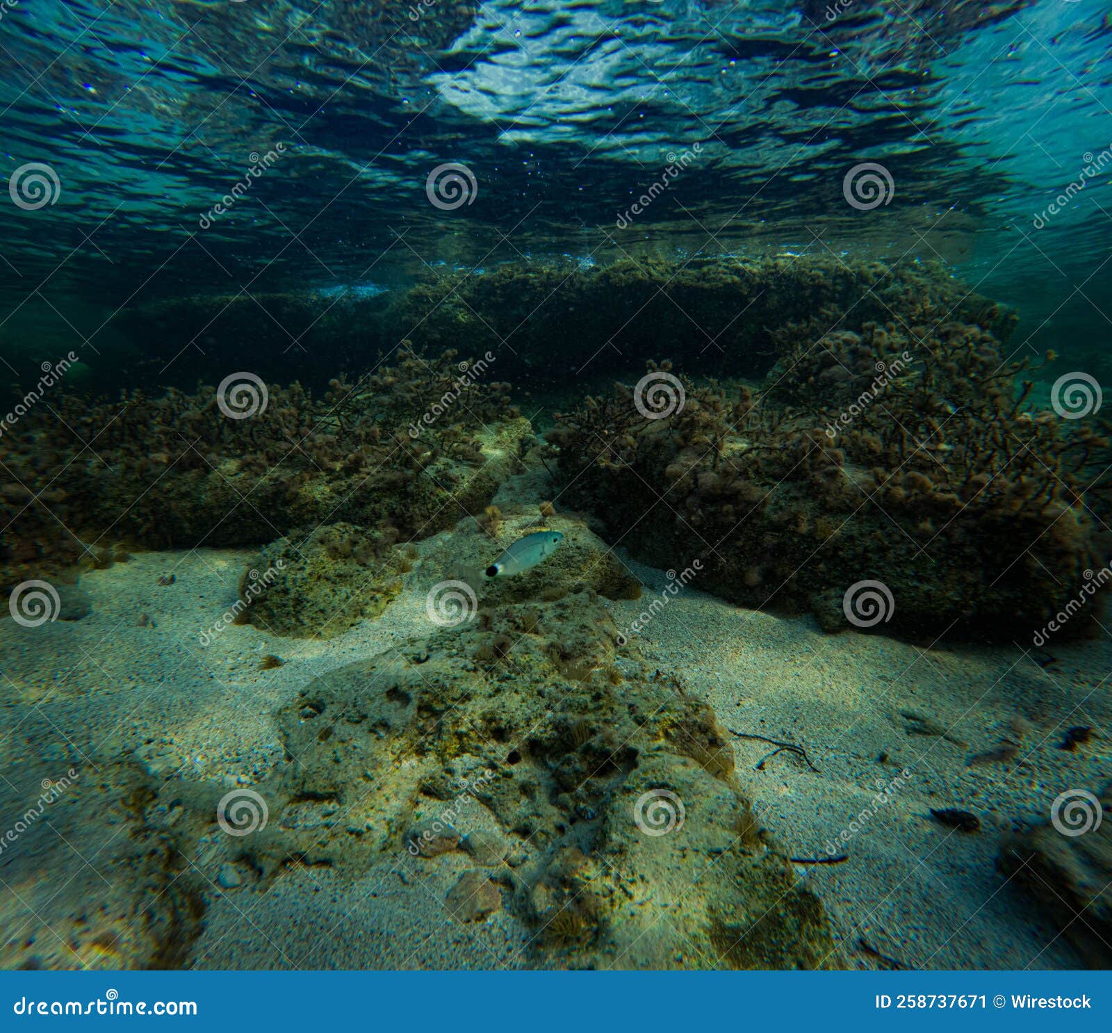 Coralline Algae On Sand
