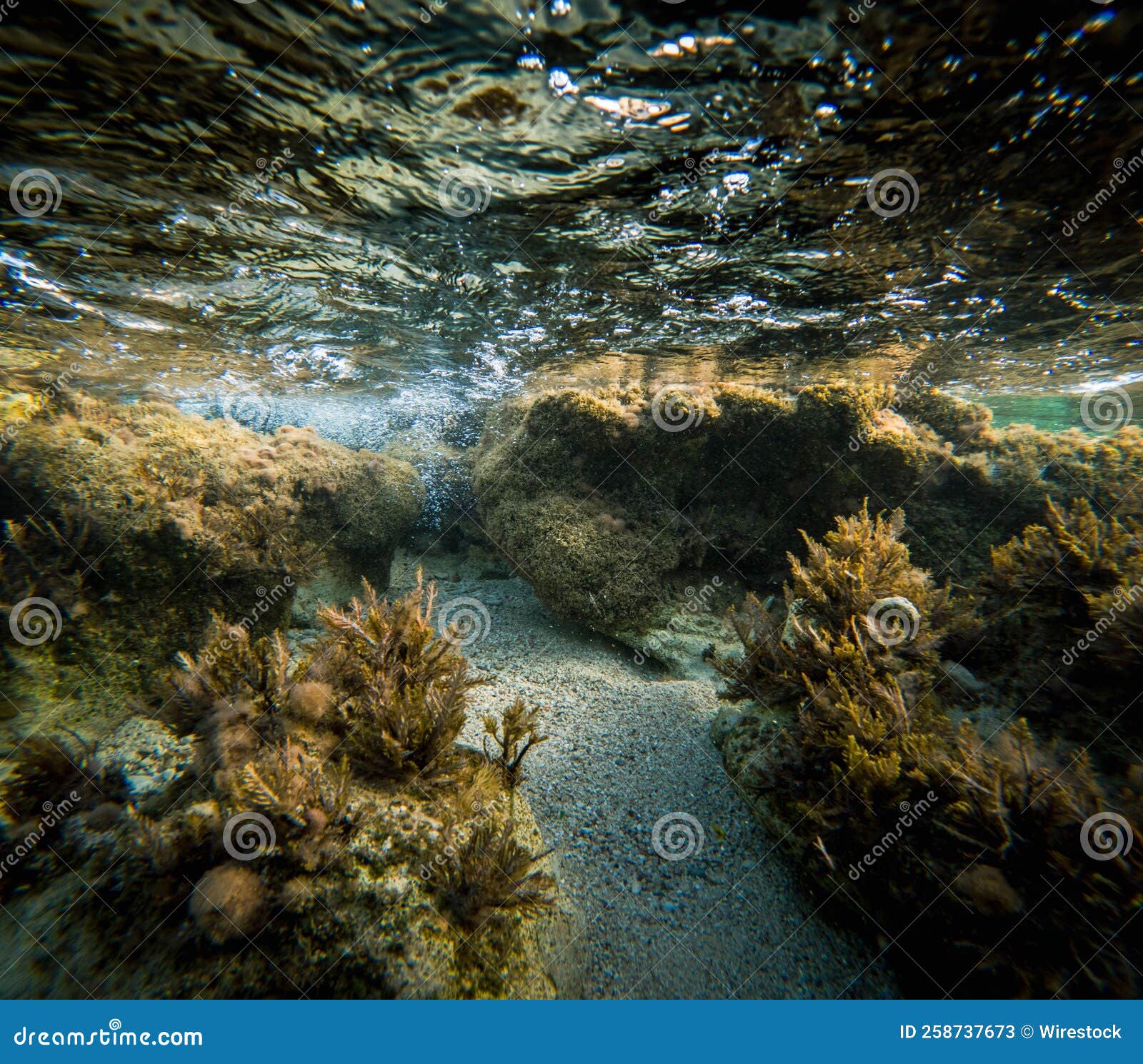 Underwater Nature with Algae Rocks and Sand Stock Image - Image of ...