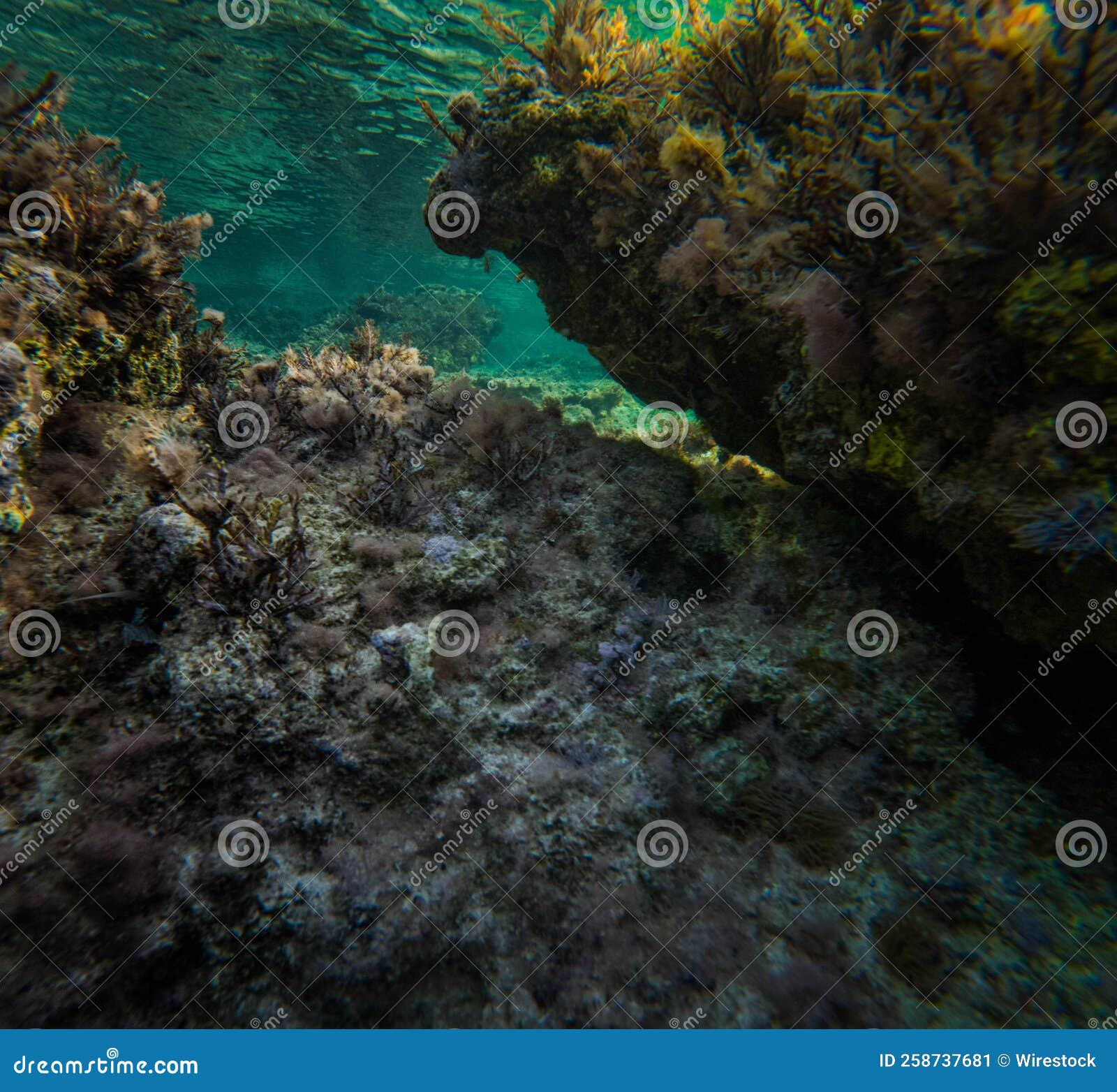 Underwater Nature with Algae Rocks and Sand Stock Image - Image of ...