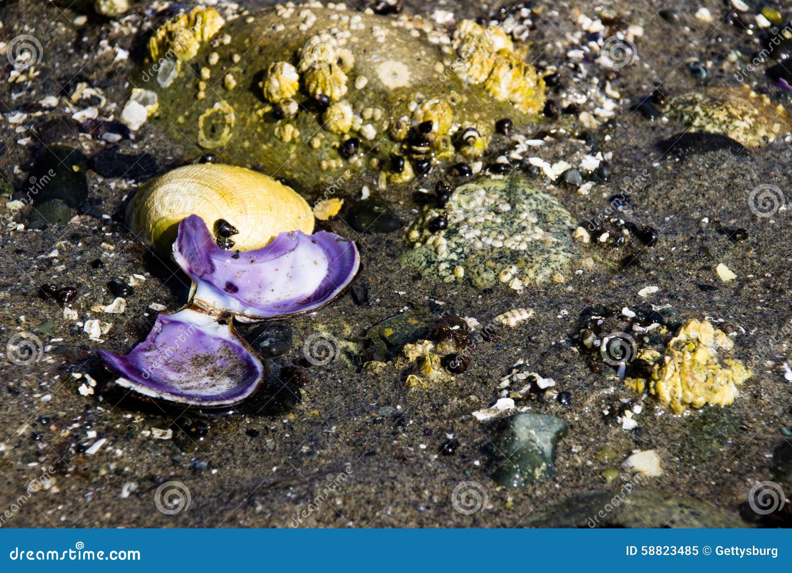 Underwater Ocean Shell stock image. Image of water, shells - 58823485