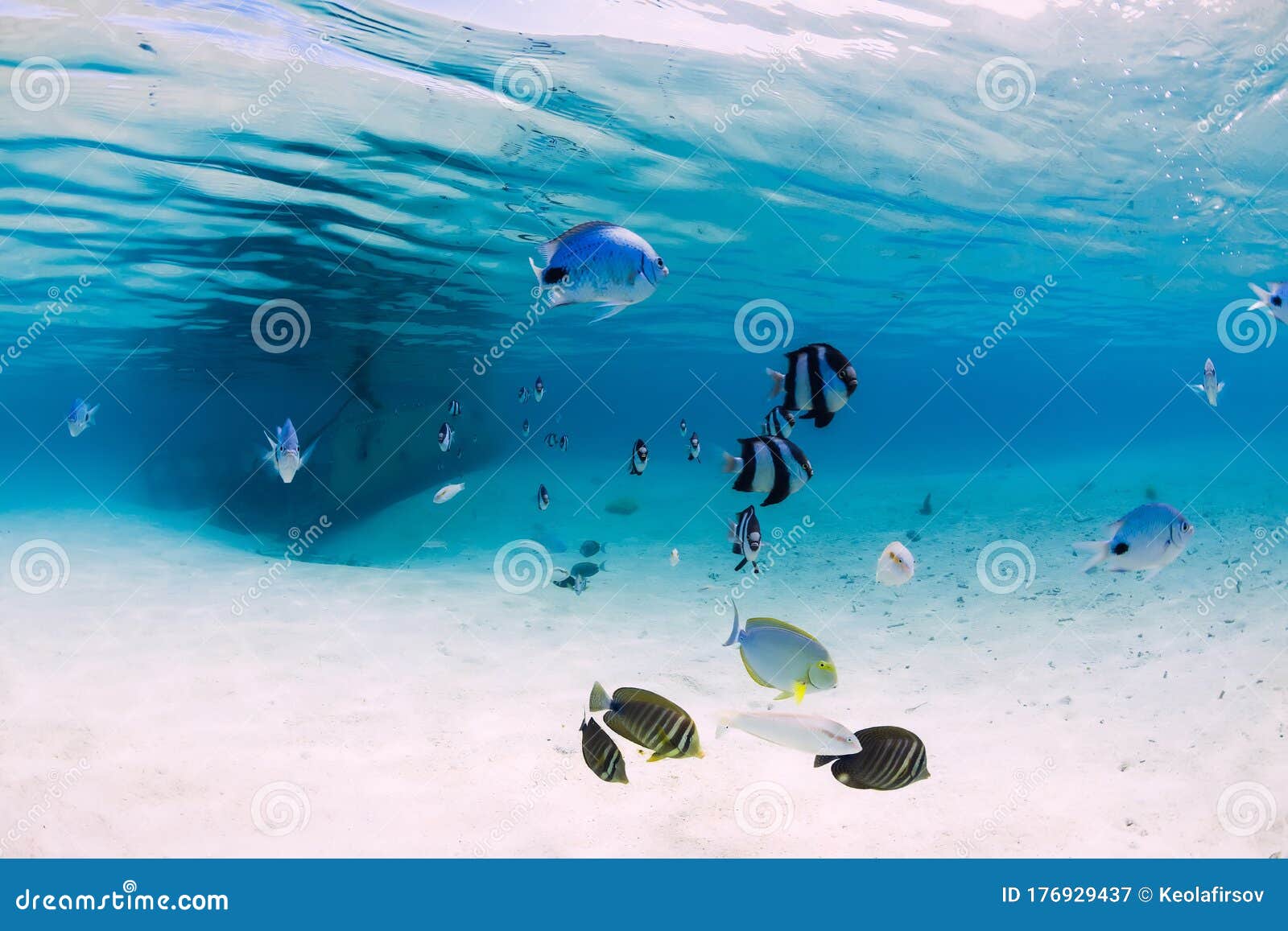Underwater Ocean with Wreck on Sandy Bottom and Tropical Fish in ...