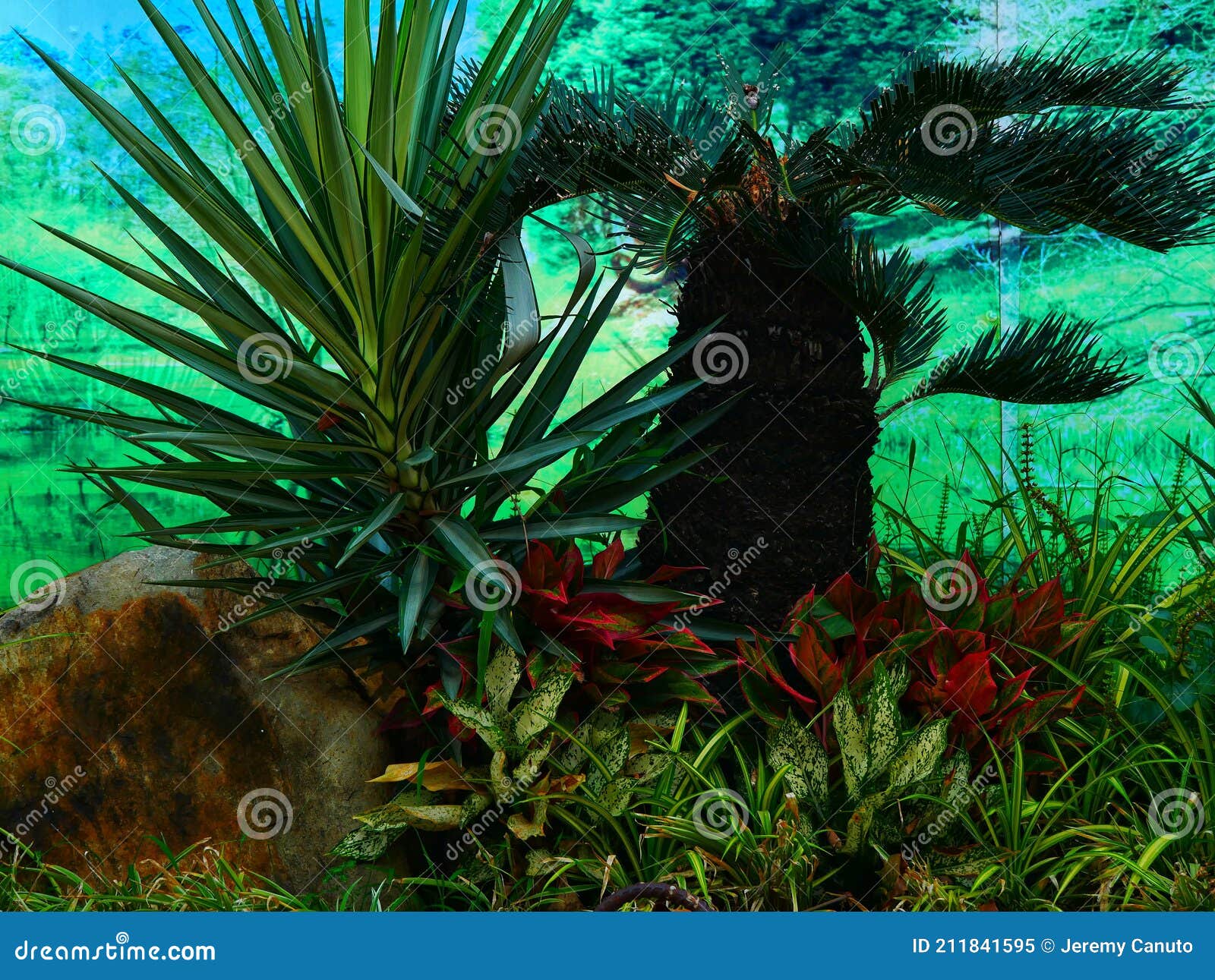 Underwater palm trees stock image. Image of branch, tropics - 211841595