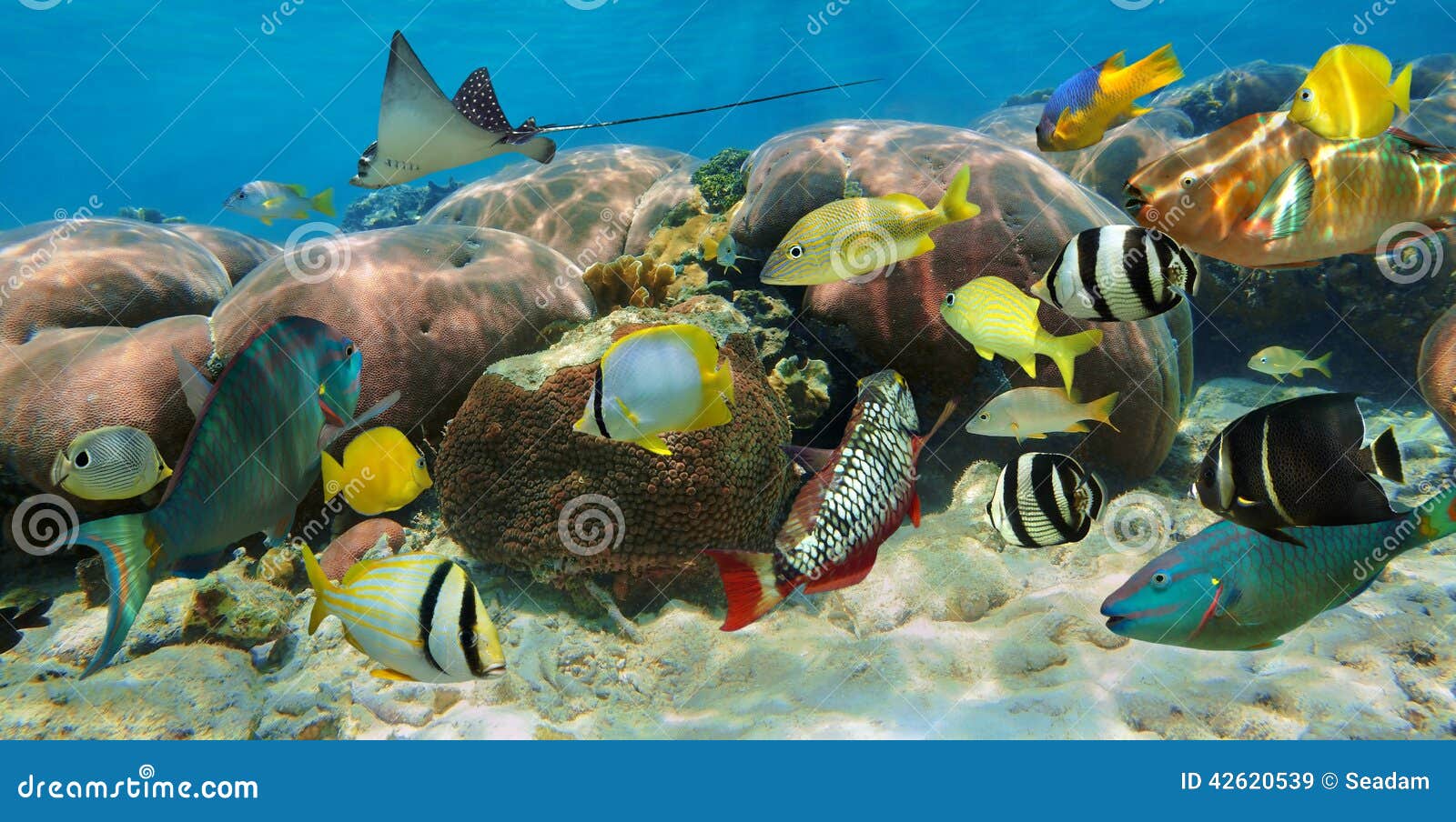 Underwater Panorama in a Coral Reef with Fish Stock Image - Image of ...