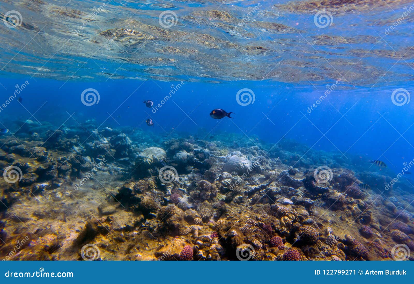 Underwater Panorama Stock Images - Download 2,288 Royalty Free Photos