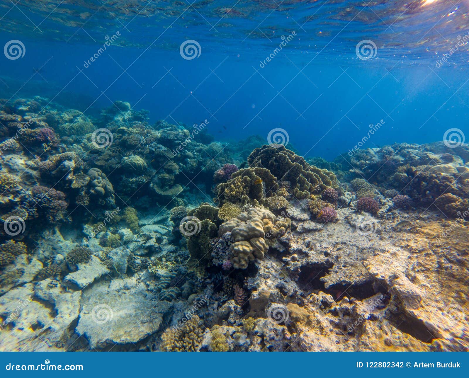 Underwater Panorama with Fish and Coral Stock Photo - Image of beauty ...