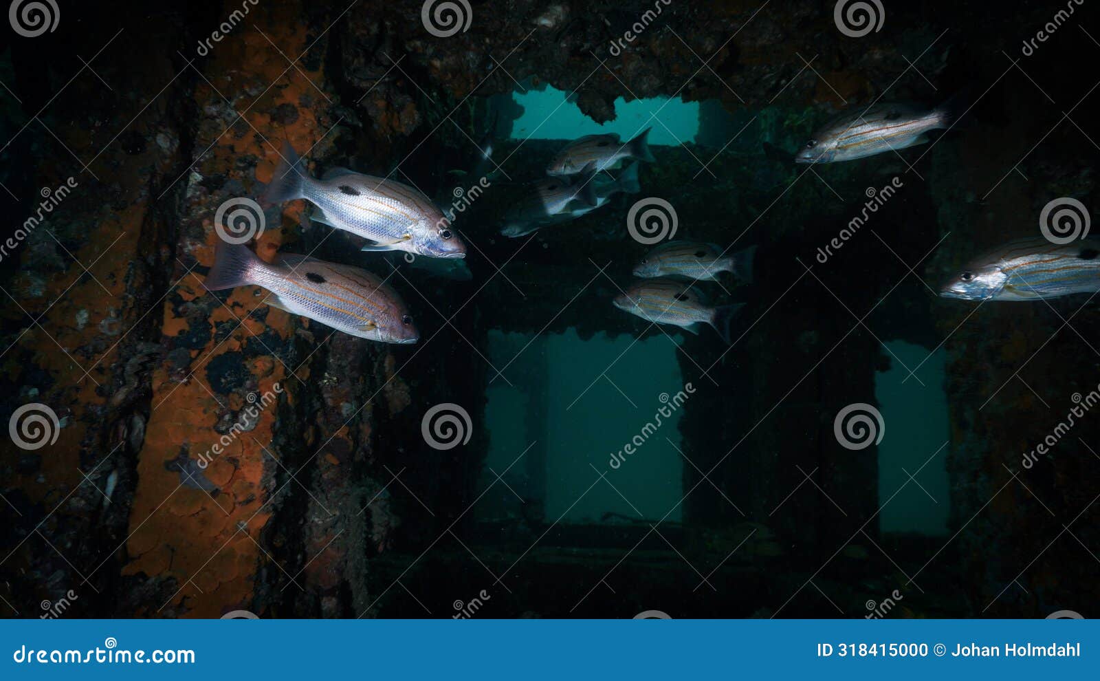 Fish Inside a Artificial Reef Stock Photo - Image of wildlife, aquatic ...