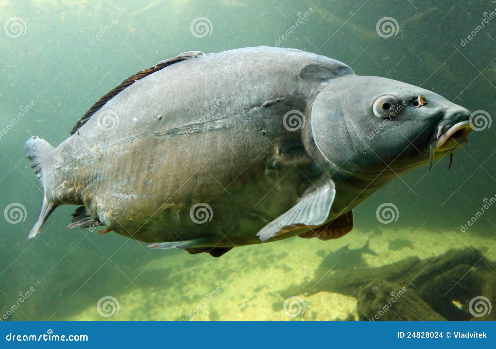 Underwater Photo of a Big Carp. Stock Photo - Image of fish, hunting ...