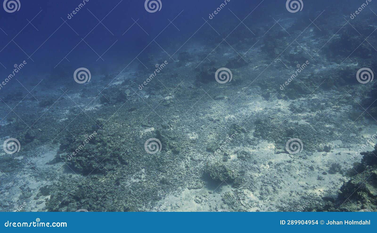 Underwater Photo of a Dead Coral Reef Stock Photo - Image of reef ...