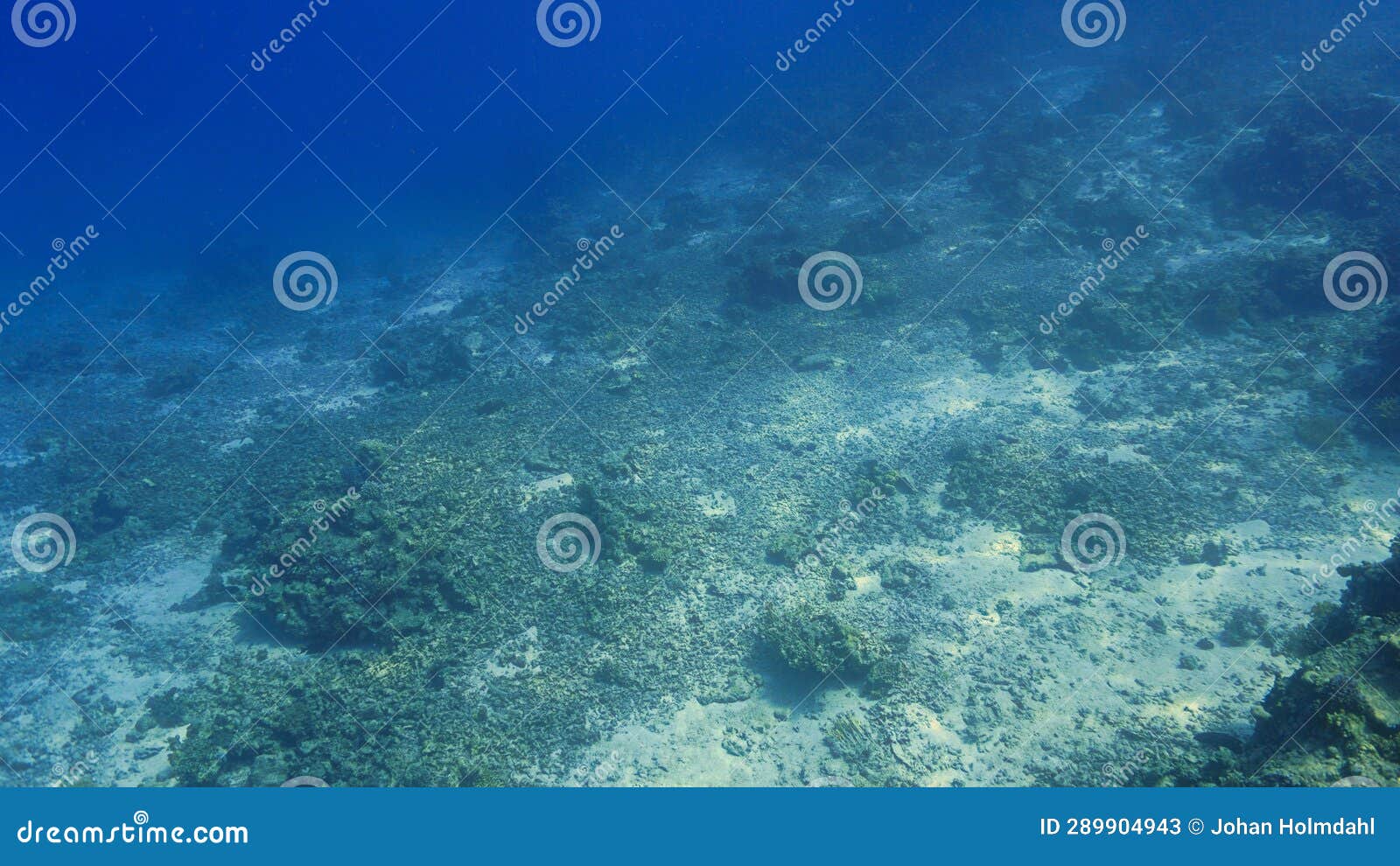 Underwater Photo of a Dead Coral Reef Stock Image - Image of animal ...