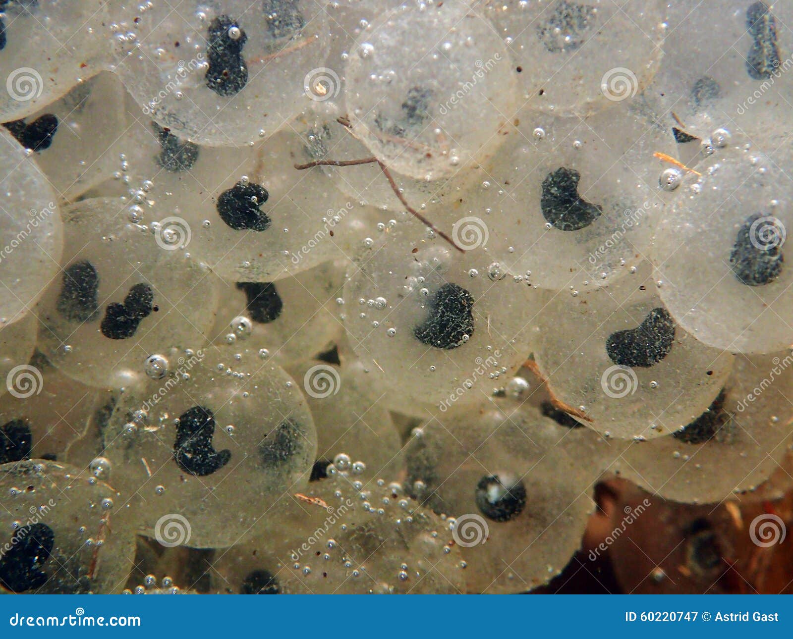 Underwater Photo of Frog Spawn Stock Image - Image of pond, water: 60220747