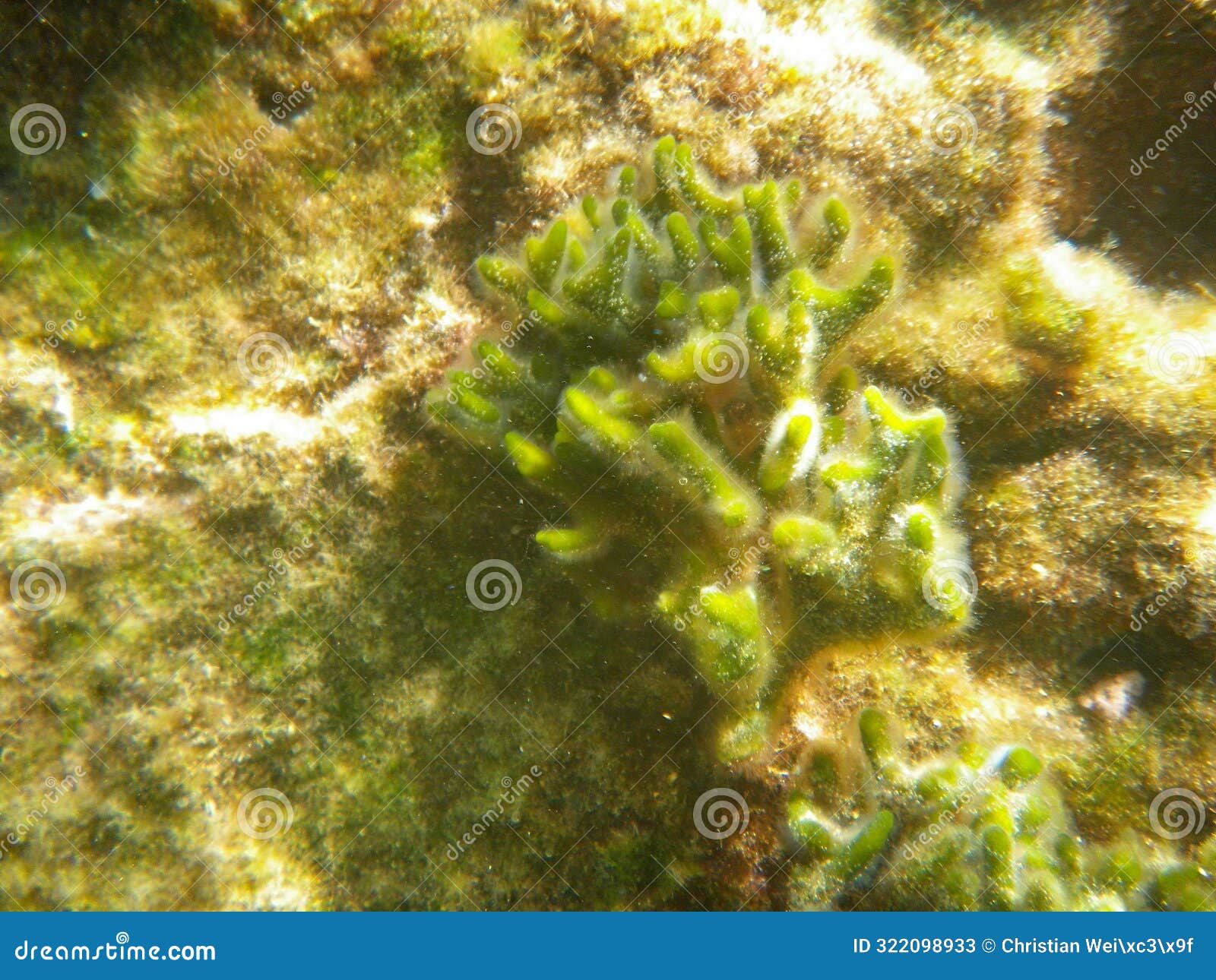 Underwater Photo of the Green Macroalgae Codium Vermilara Stock Image ...