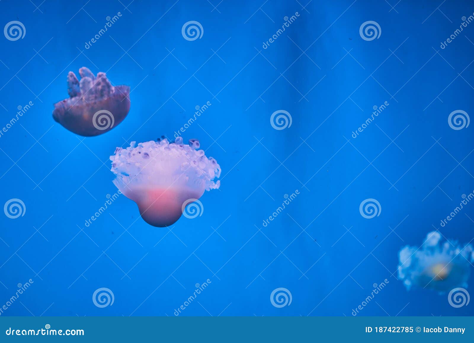 Underwater Photo of a Group of Jellyfish Jellyfish Stock Image - Image ...