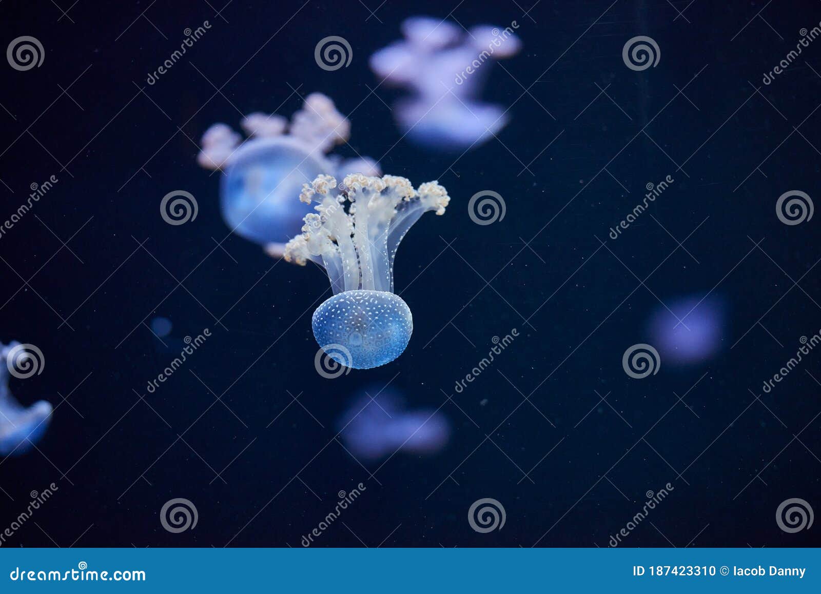 Underwater Photo of a Group of Jellyfish Jellyfish Stock Photo - Image ...