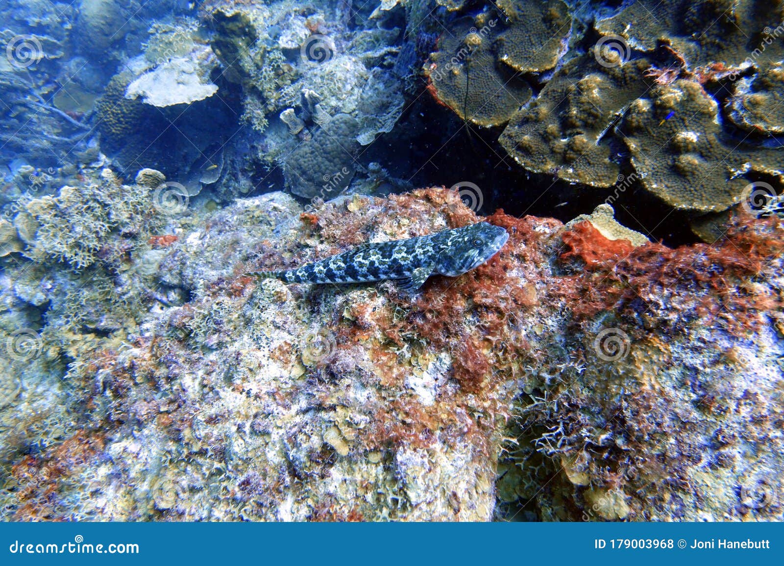An Underwater Photo of a Lizardfish Stock Photo - Image of predator ...