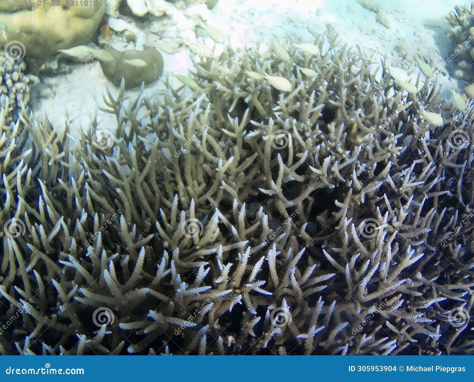 Underwater Photo of Pale Corals with Fish at the Maldives Stock Photo ...