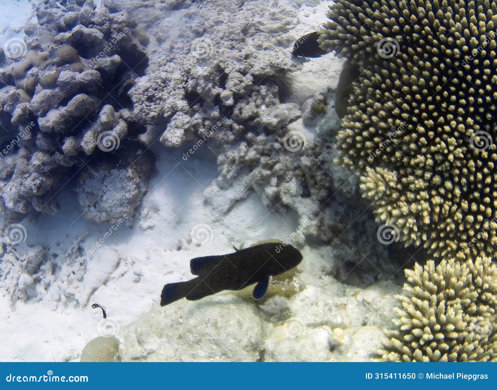 Underwater Photo of Pale Corals with Fish at the Maldives Stock Photo ...