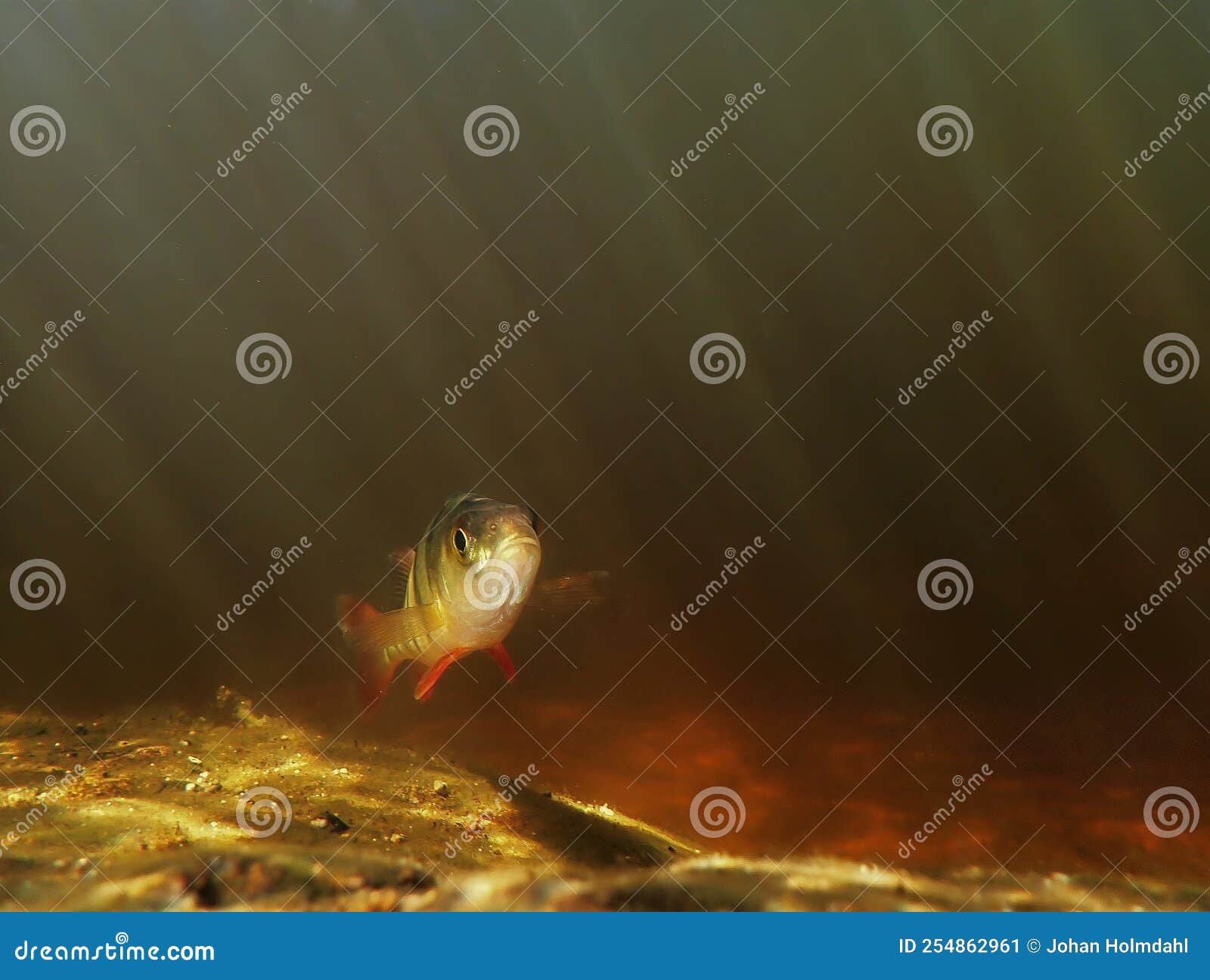 Underwater Photo of a Perch Fish in Rays of Light Stock Image - Image ...