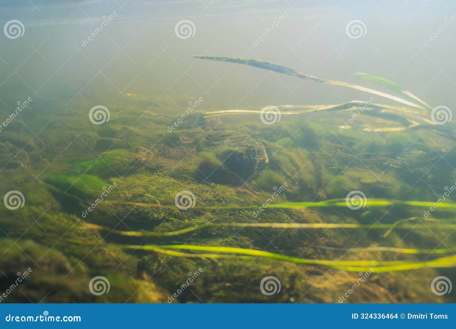 Underwater Photo on the Pirita River, Algae and River Flow Stock Photo ...
