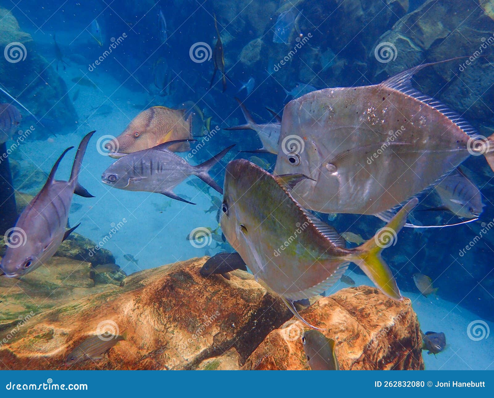 An Underwater Photo of a School of Silver Lookdown Fish Stock Photo ...