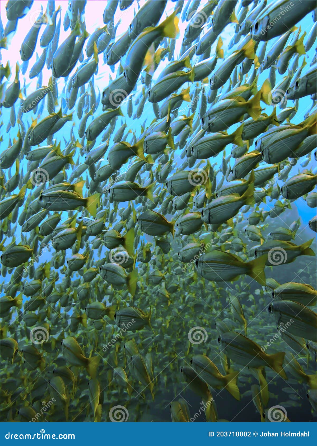 Go with the fish flow stock photo. Image of deep, shoal - 203710002