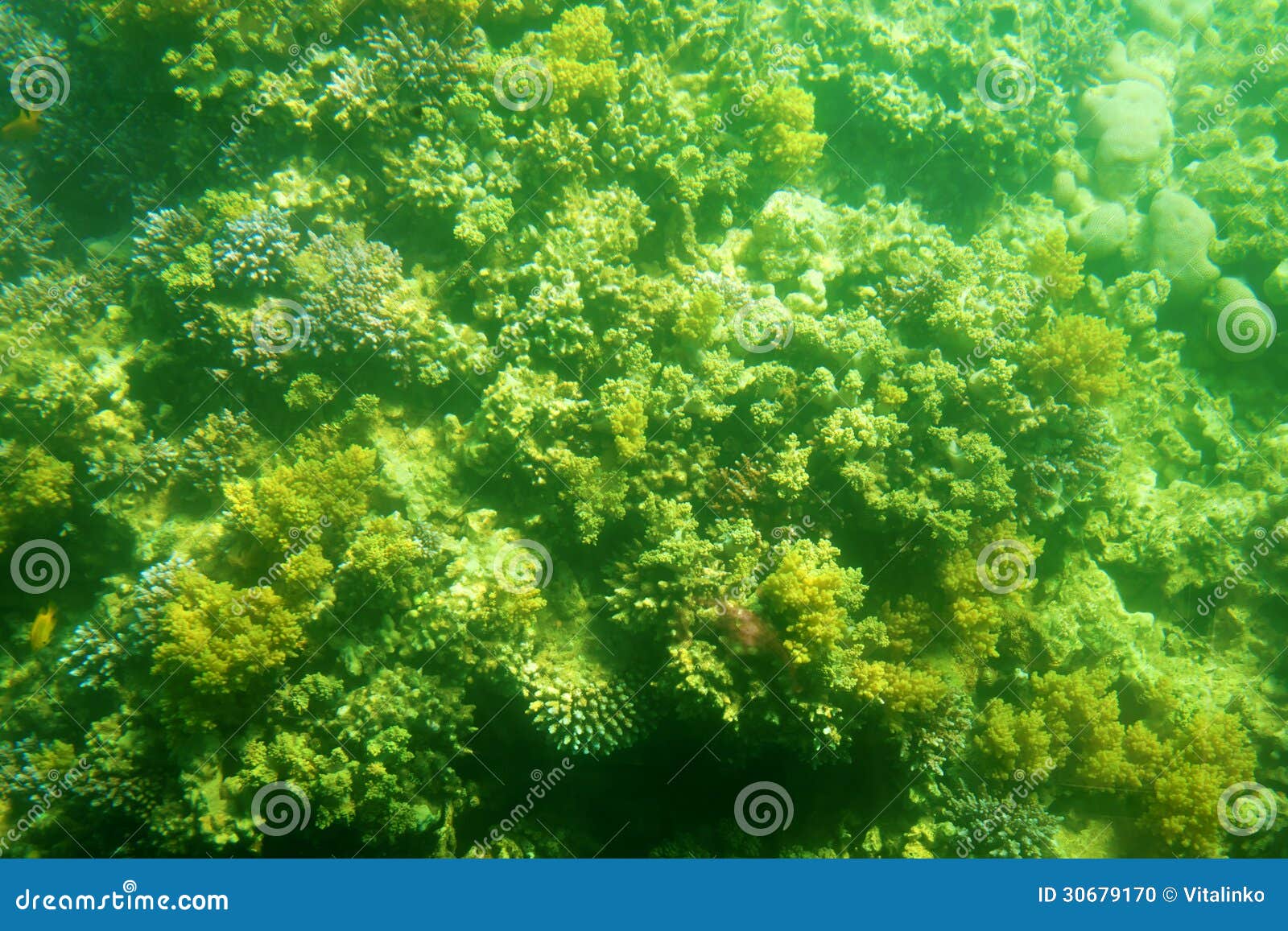 Underwater Photo of the Sea Bottom Stock Photo - Image of nature, hard ...