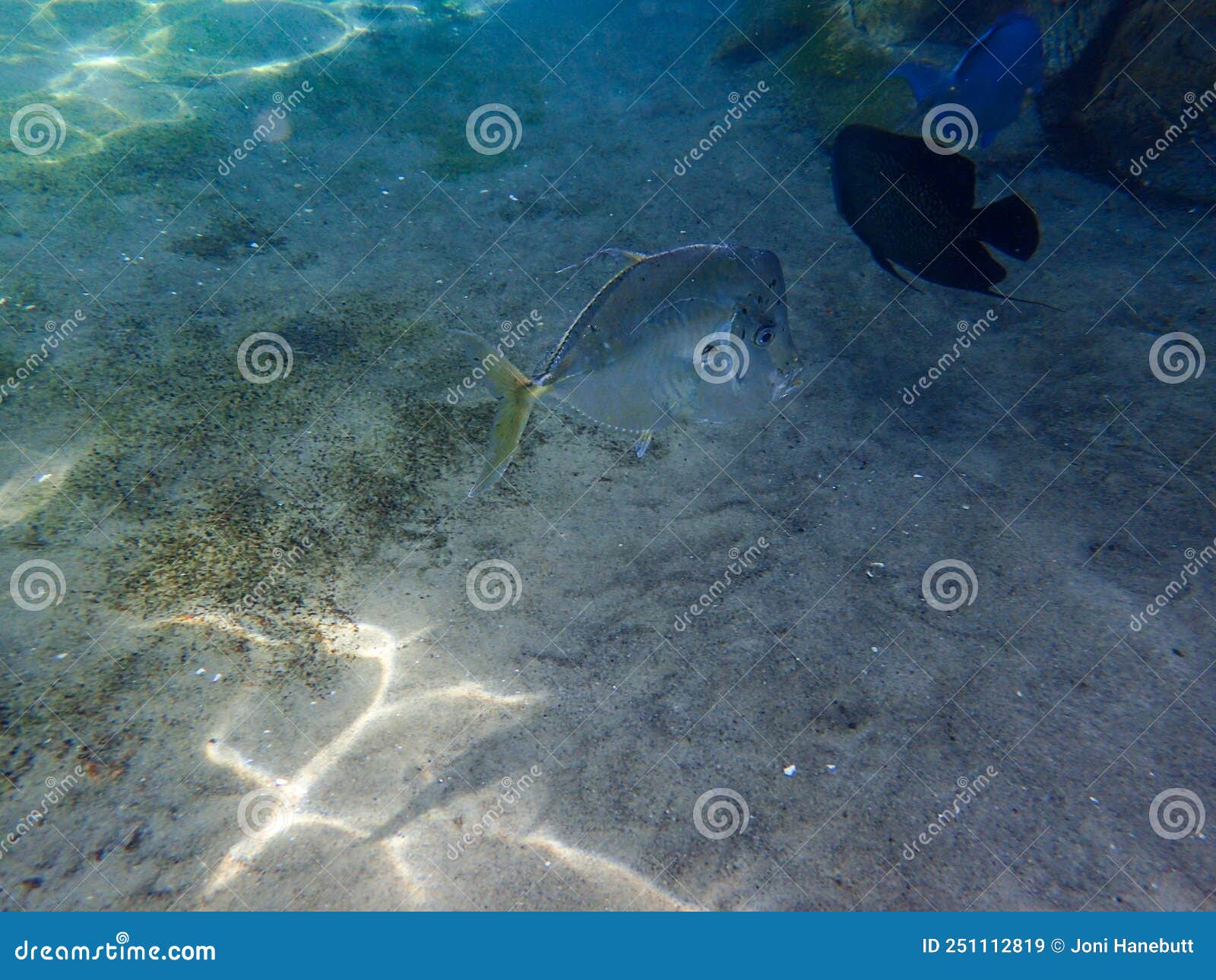 An Underwater Photo of a Silver Lookdown Fish Stock Image - Image of ...