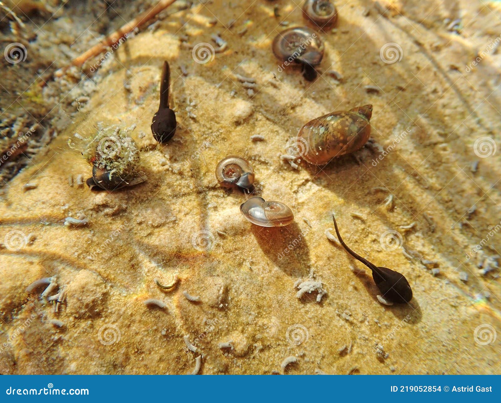 Underwater Photo of Toads Tadpoles and Water Snails in a Lake Stock ...