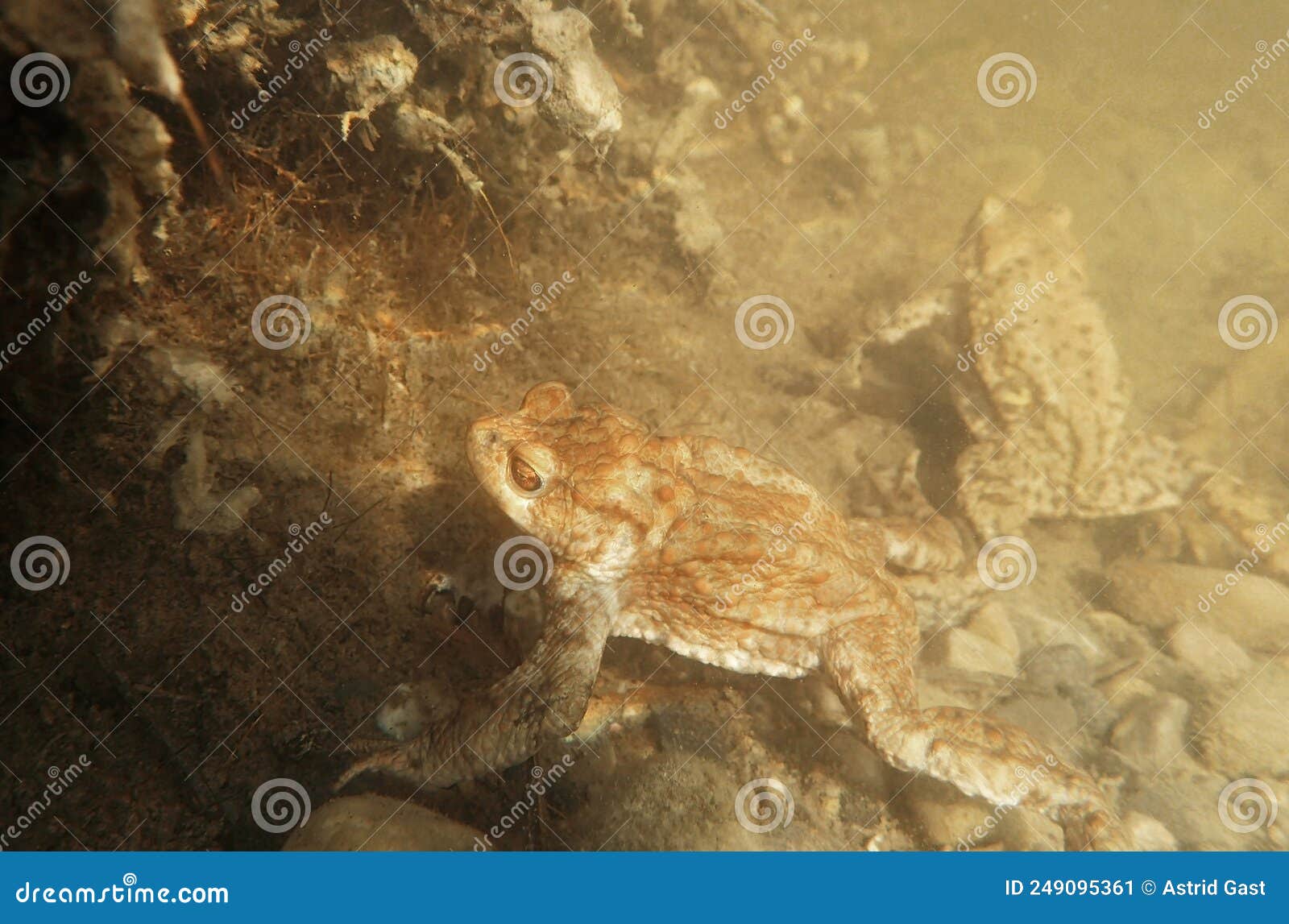 Underwater Photo of Two Toads in a Bog Lake in Bavaria Stock Image ...