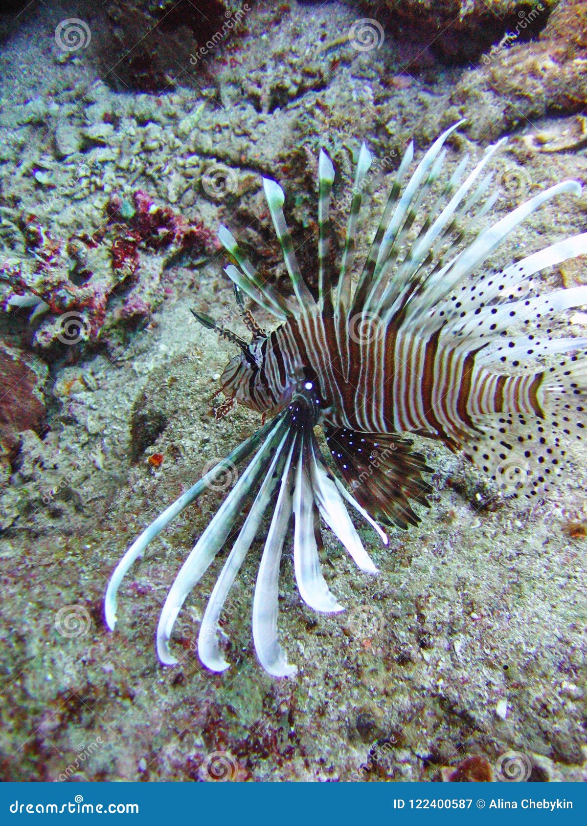 View of the Corals and Devil Firefish in the Red Sea Stock Image ...