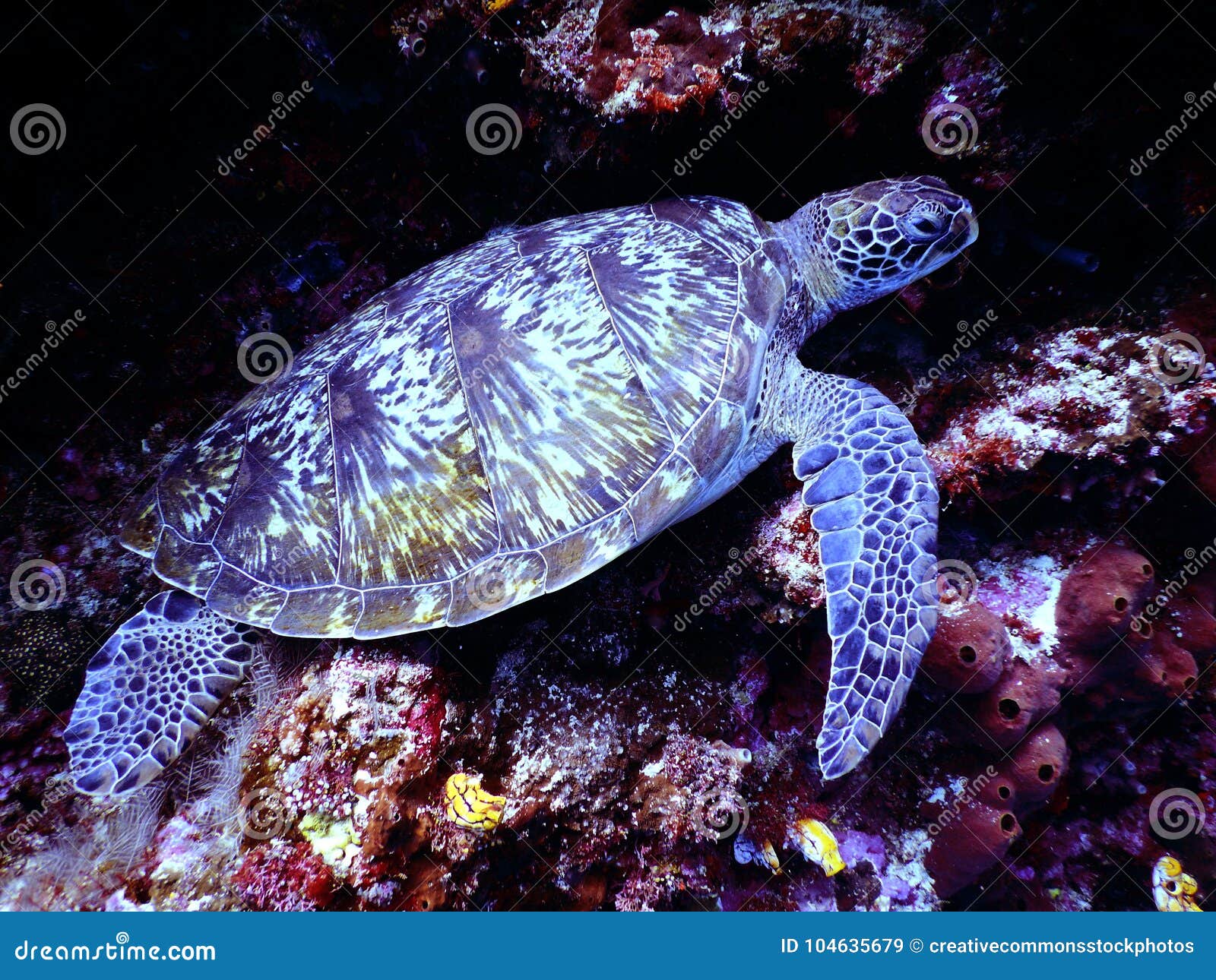 Underwater Photography Of Brown Sea Turtle Picture. Image: 104635679