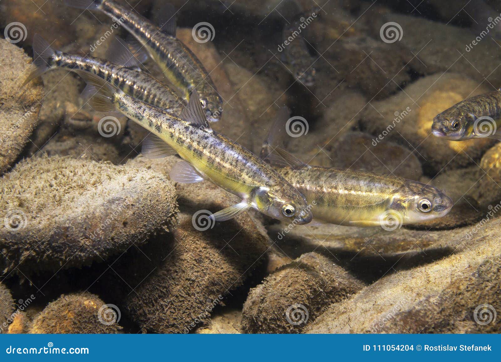 Underwater Photography of Common Minnow Phoxinus Phoxinus Stock Photo ...