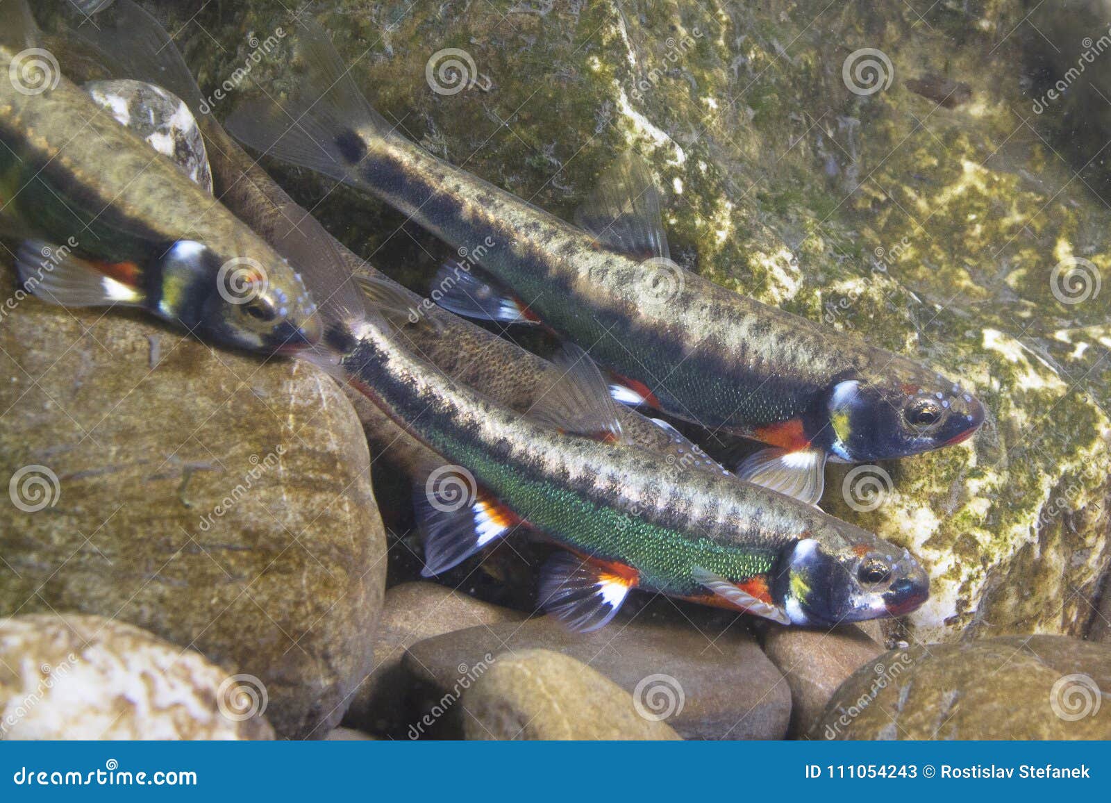 Underwater Photography of Common Minnow Phoxinus Phoxinus Stock Image ...