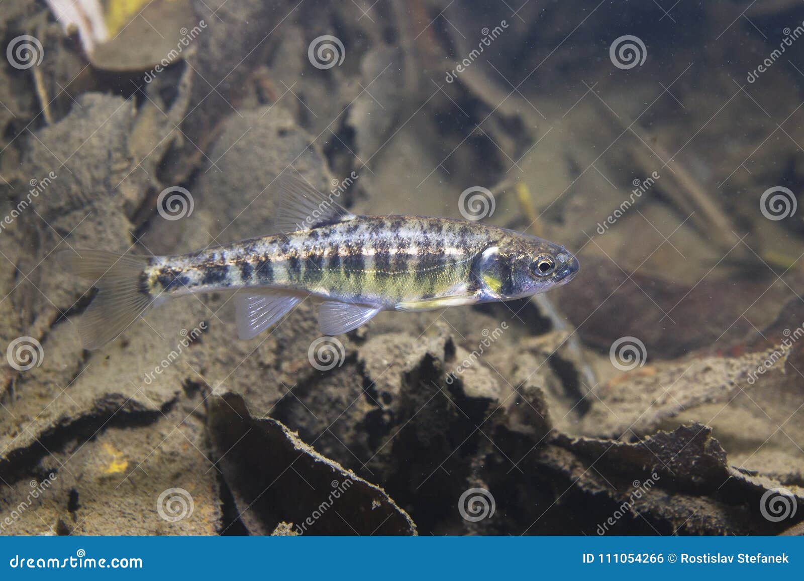 Underwater Photography of Common Minnow Phoxinus Phoxinus Stock Photo ...