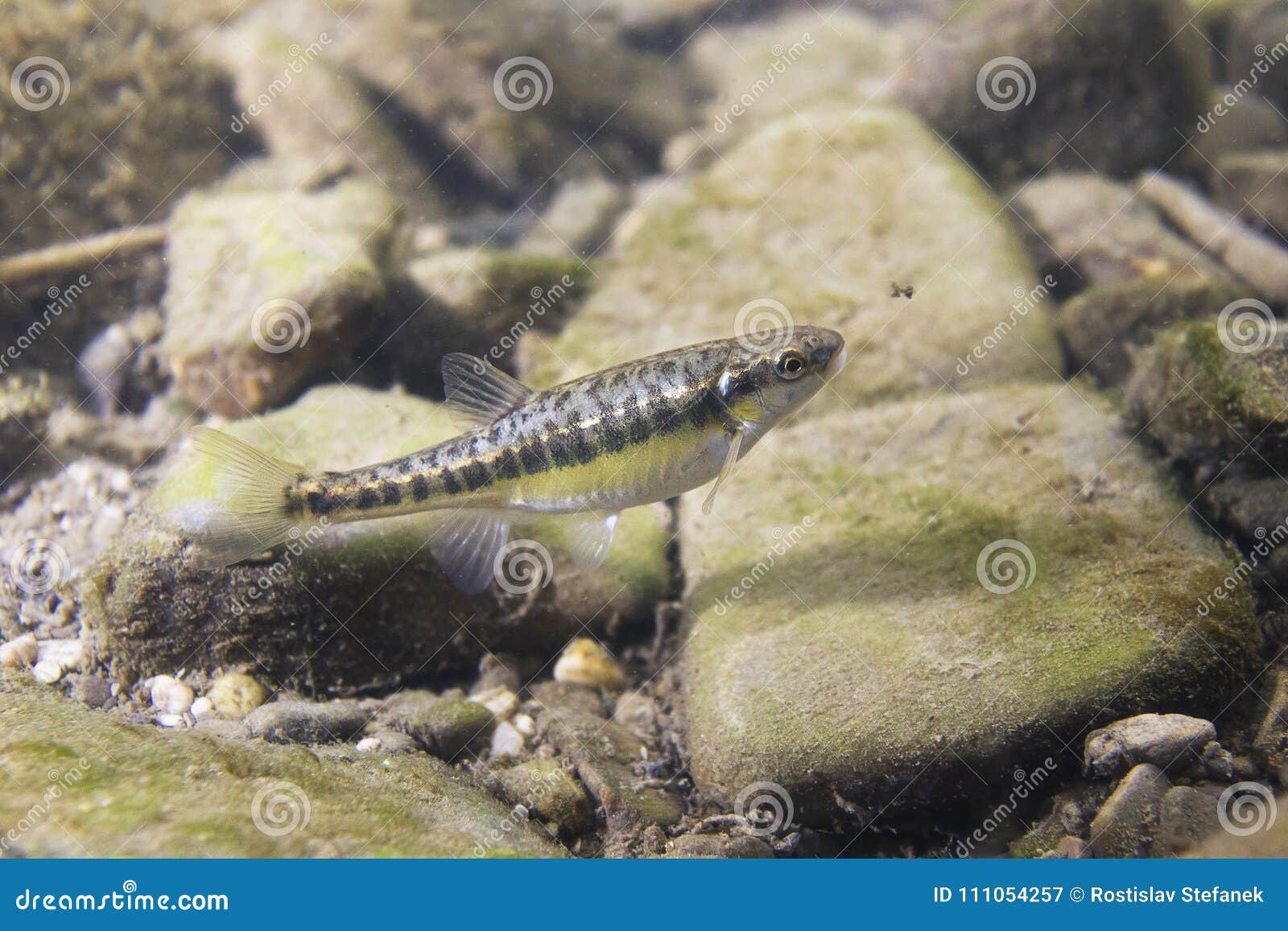 Underwater Photography of Common Minnow Phoxinus Phoxinus Stock Image ...