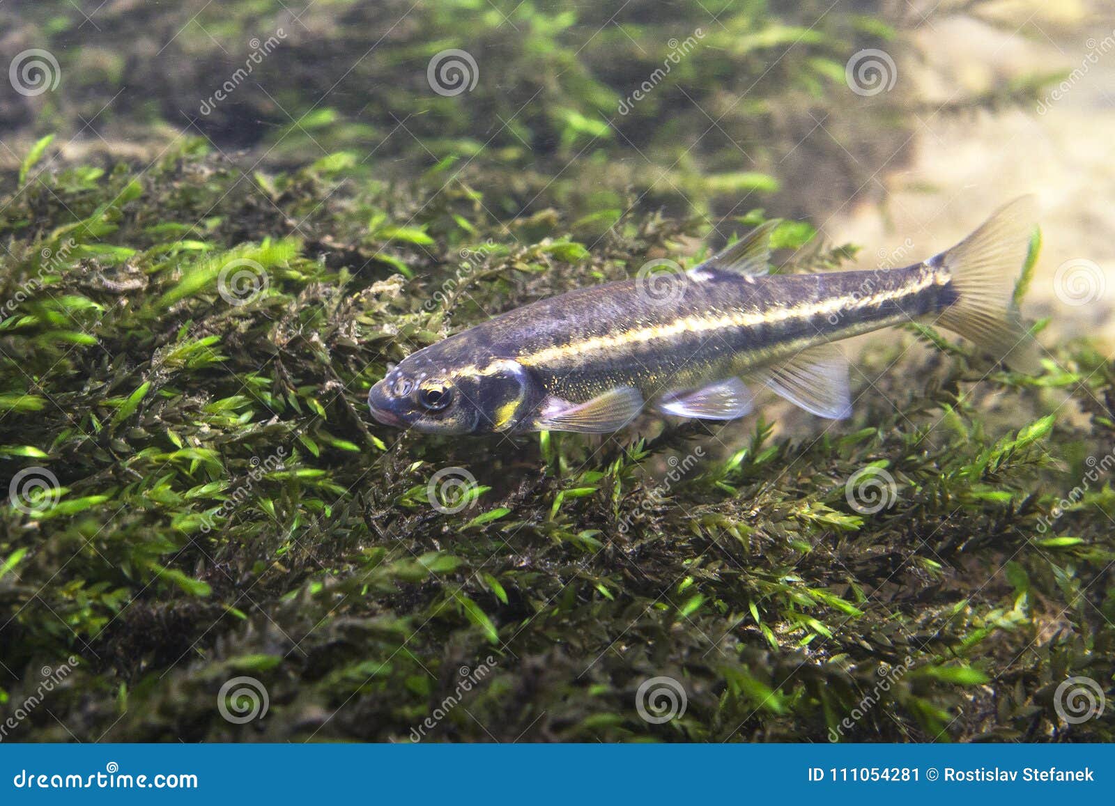 Underwater Photography of Common Minnow Phoxinus Phoxinus Stock Image ...